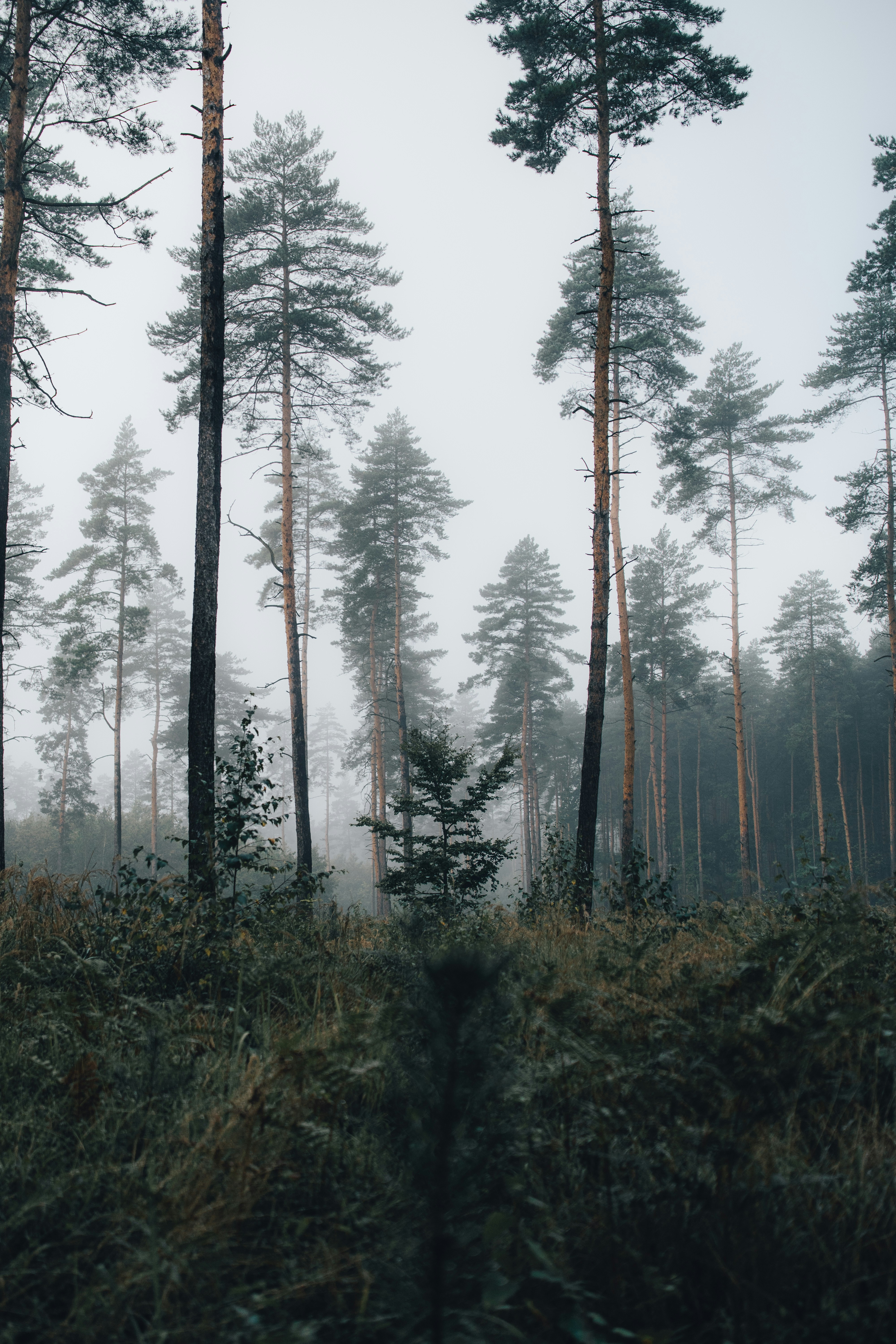 Mist Veil over Whispering Pines