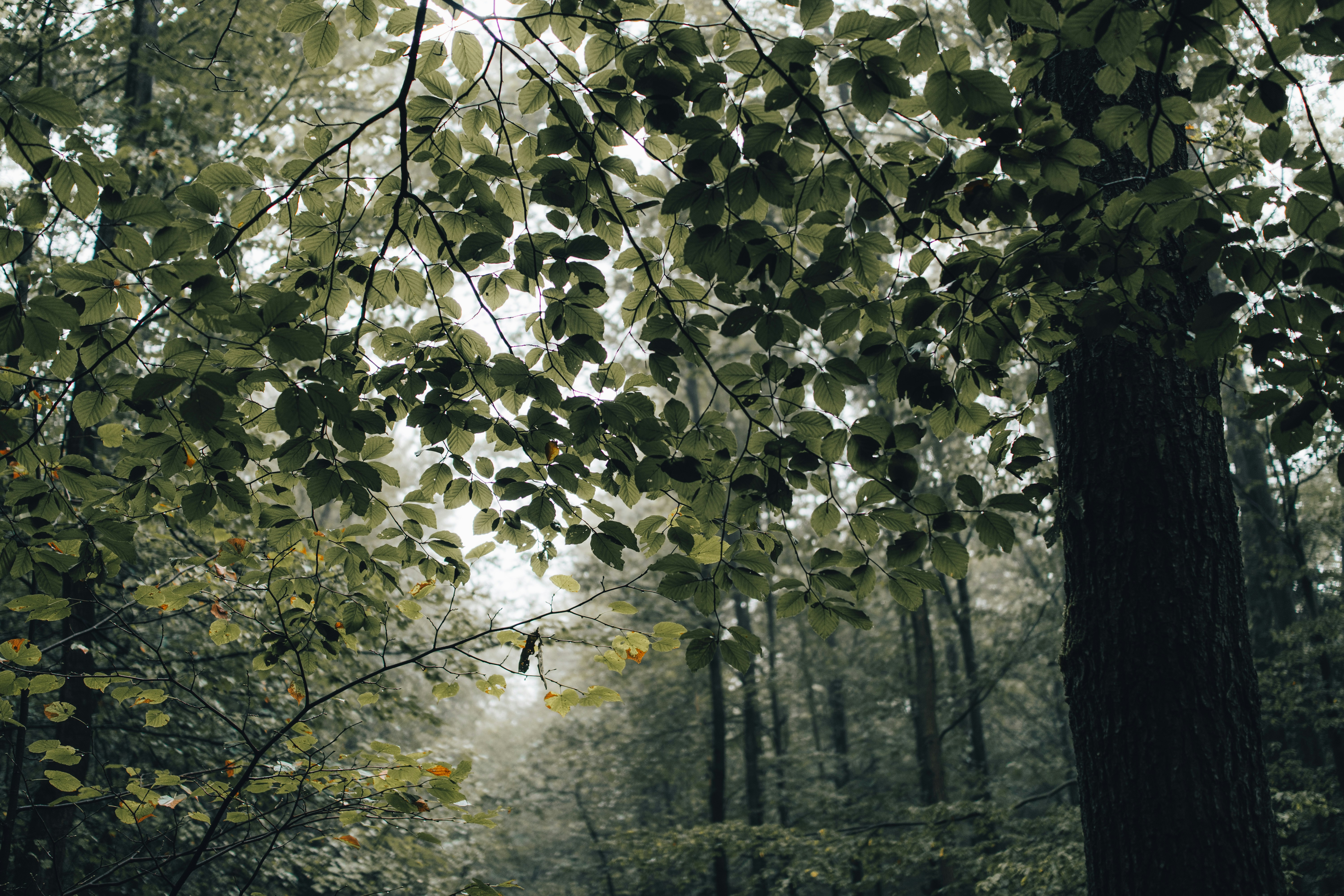 Dappled Canopy Over a Quiet Forest Floor