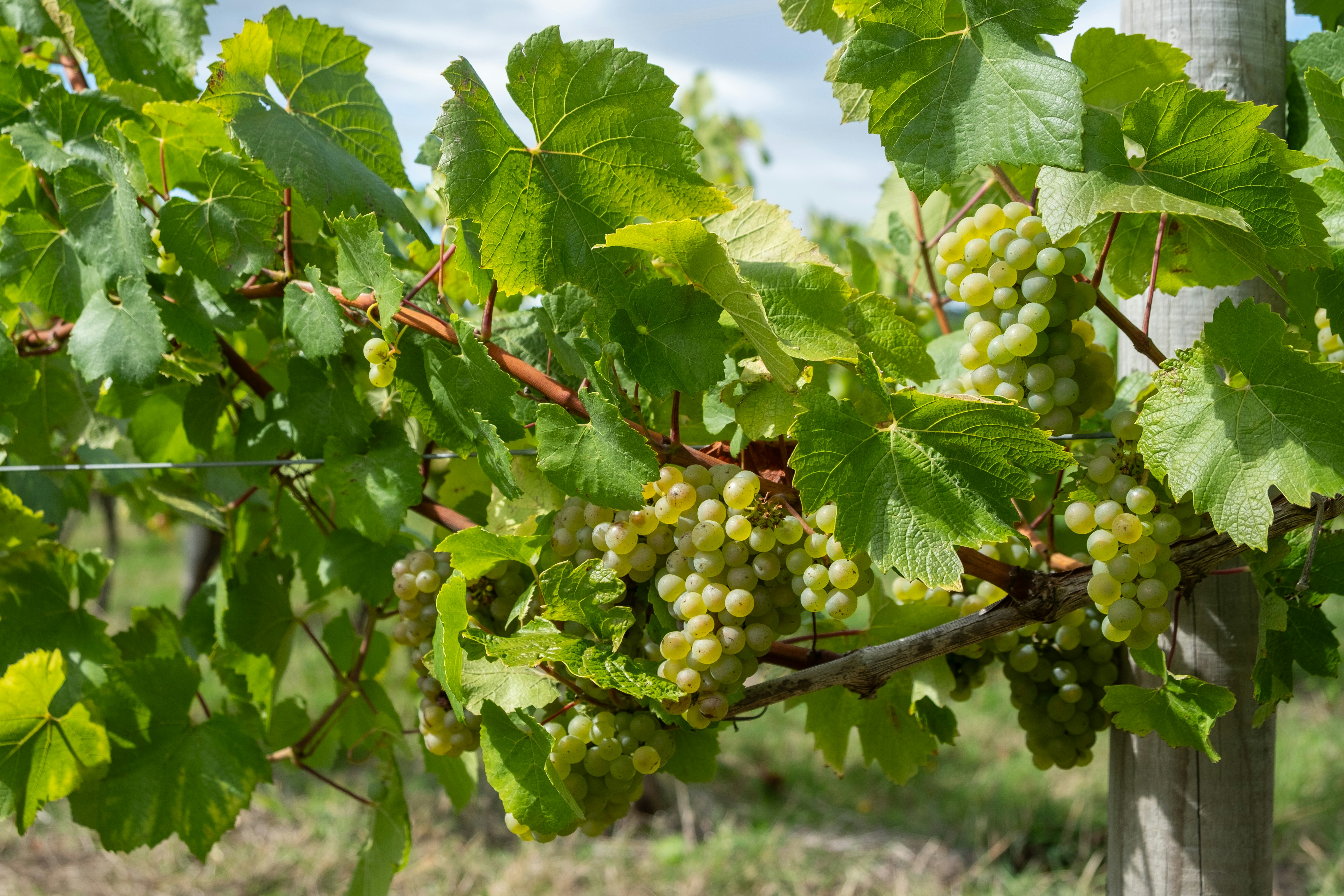 Sunlit Grapevine Cluster: Bunches Ripening Amid Green Canopy