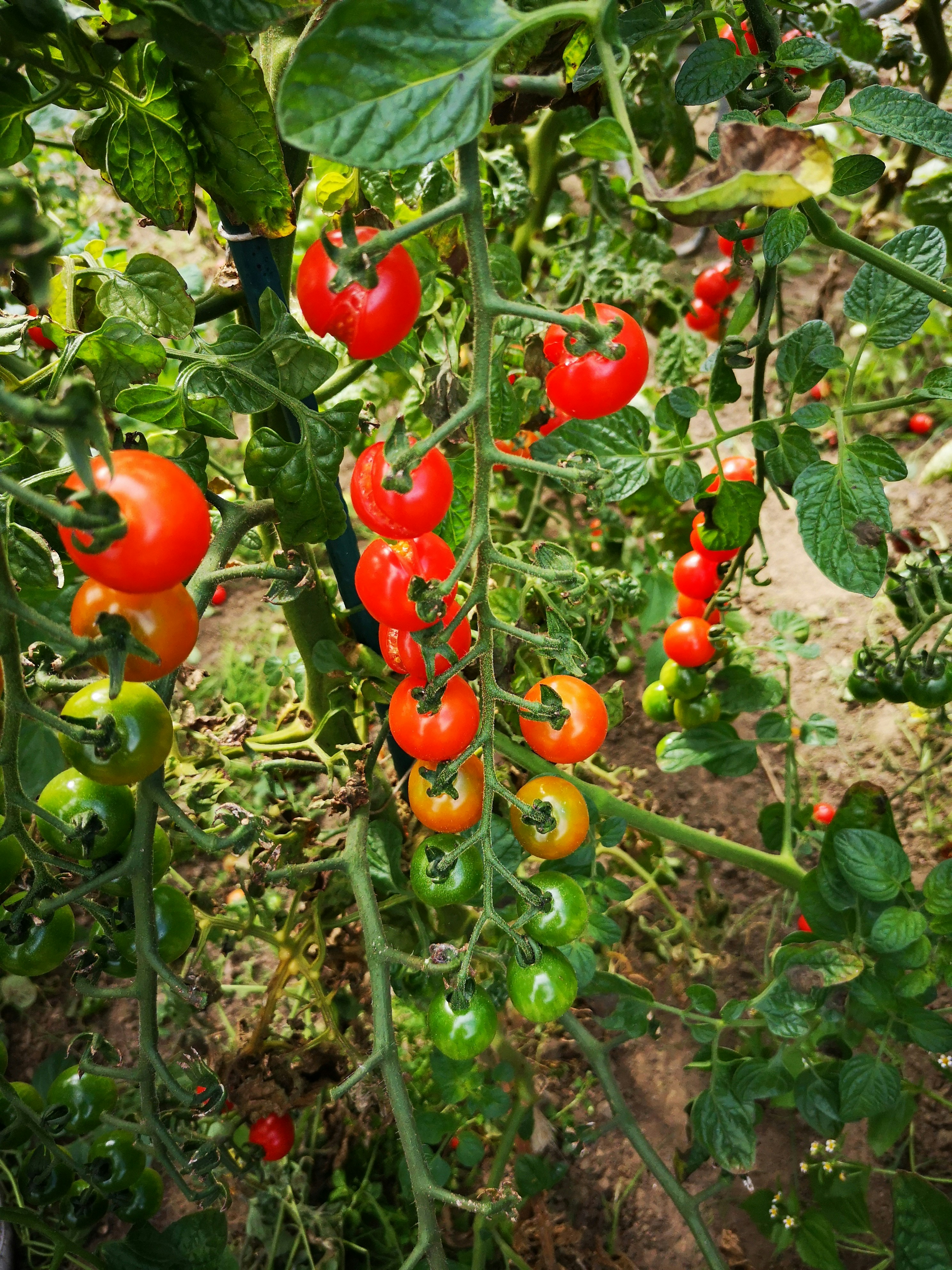 Vibrant Cascade: Ripe Tomatoes Weighing Down a Sunlit Vine