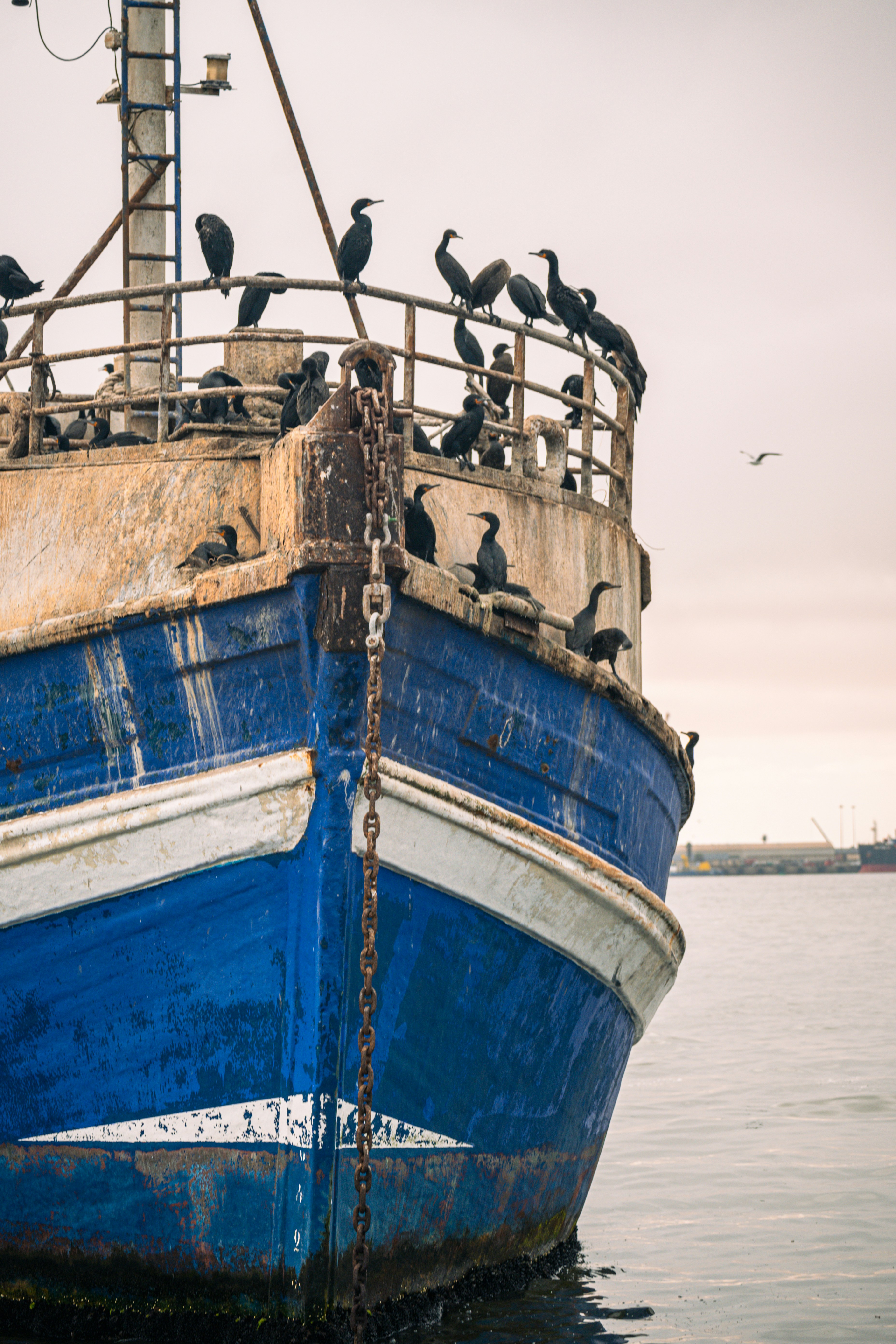 Beacon of Birds: A Blue-Hued Vessel Adrift with Flock Cast Along the Bow