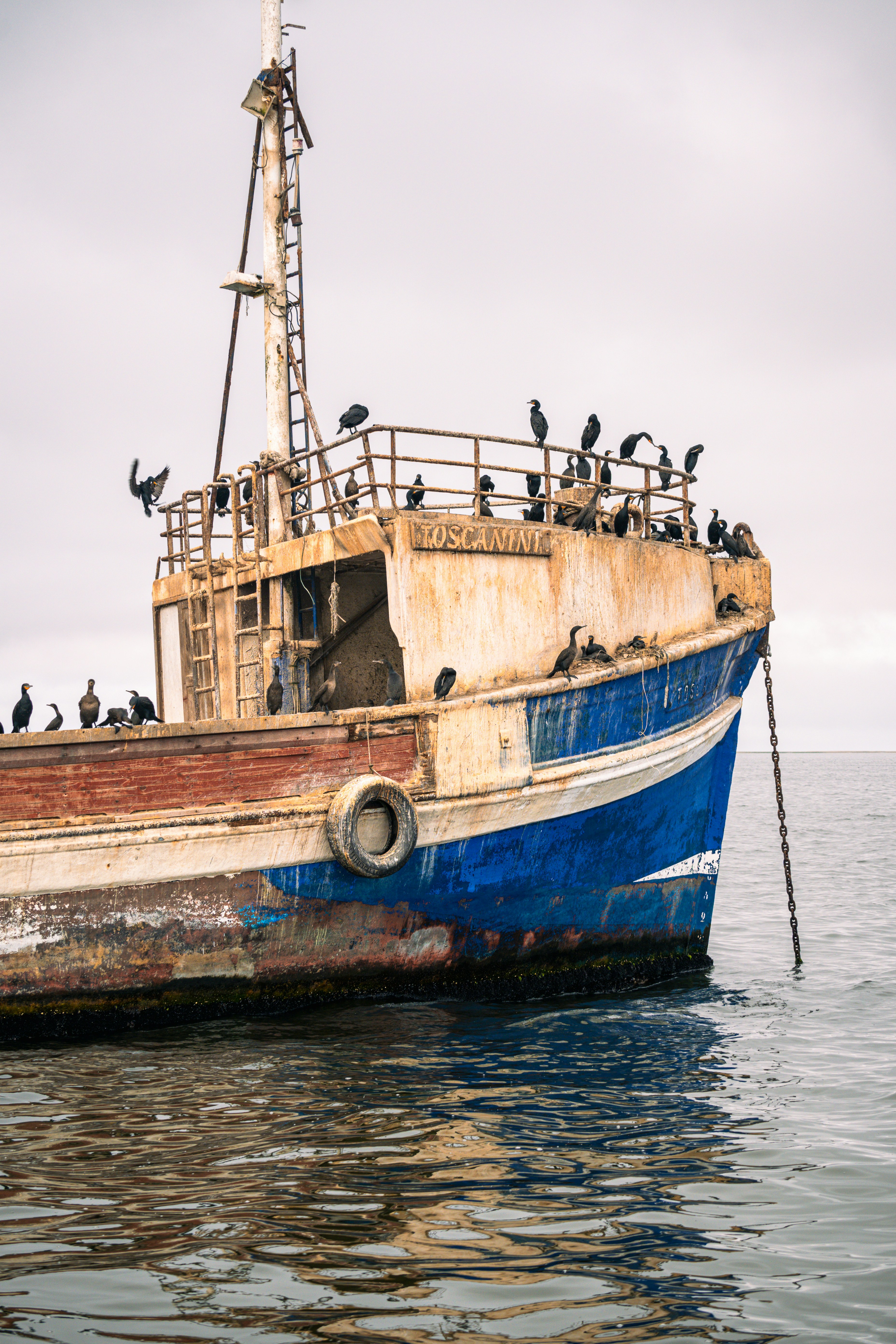 Cormorants perched on the weathered blue and white hull of a fishing boat