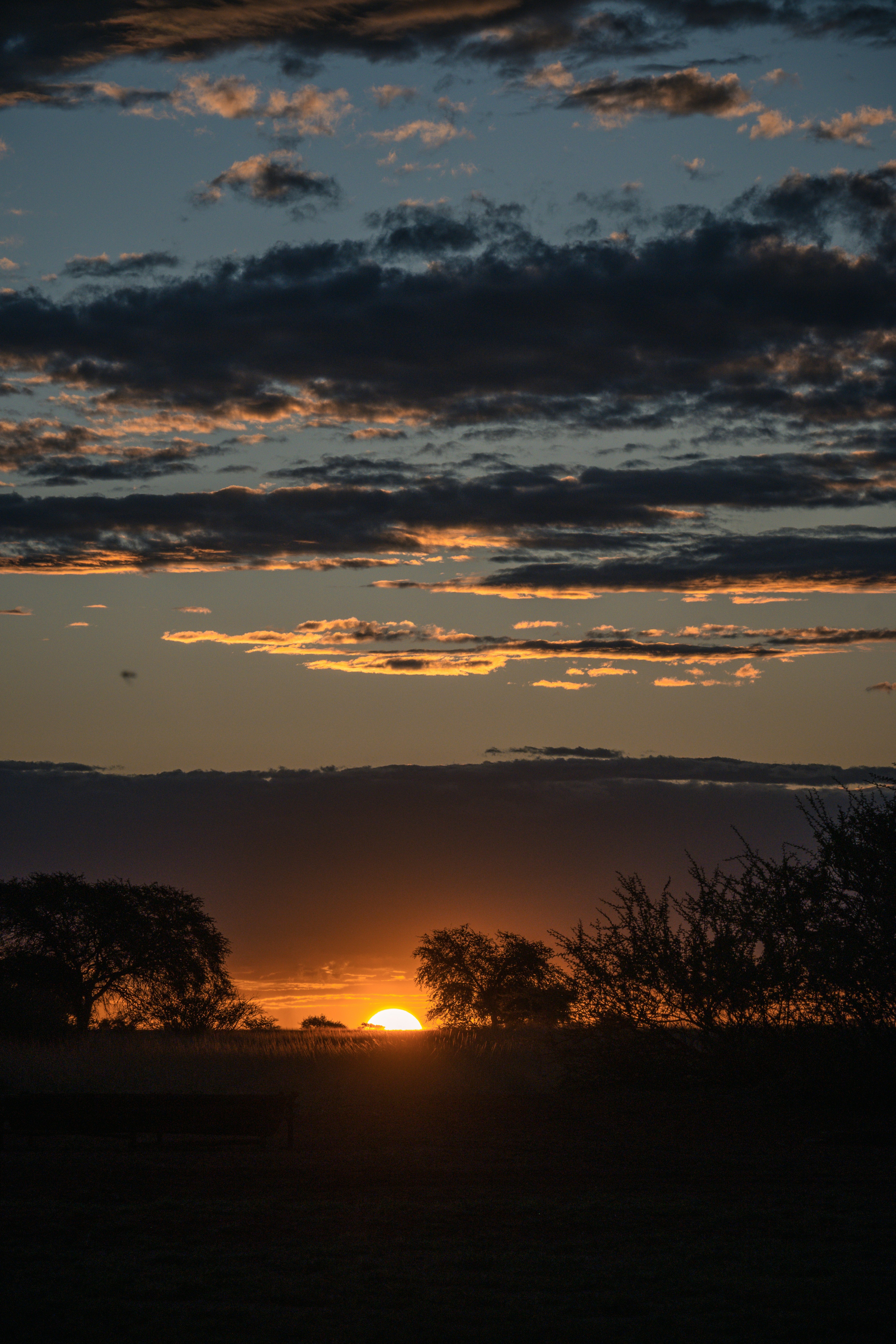 Sunlit Horizon: Silhouetted Trees against a glowing sunset