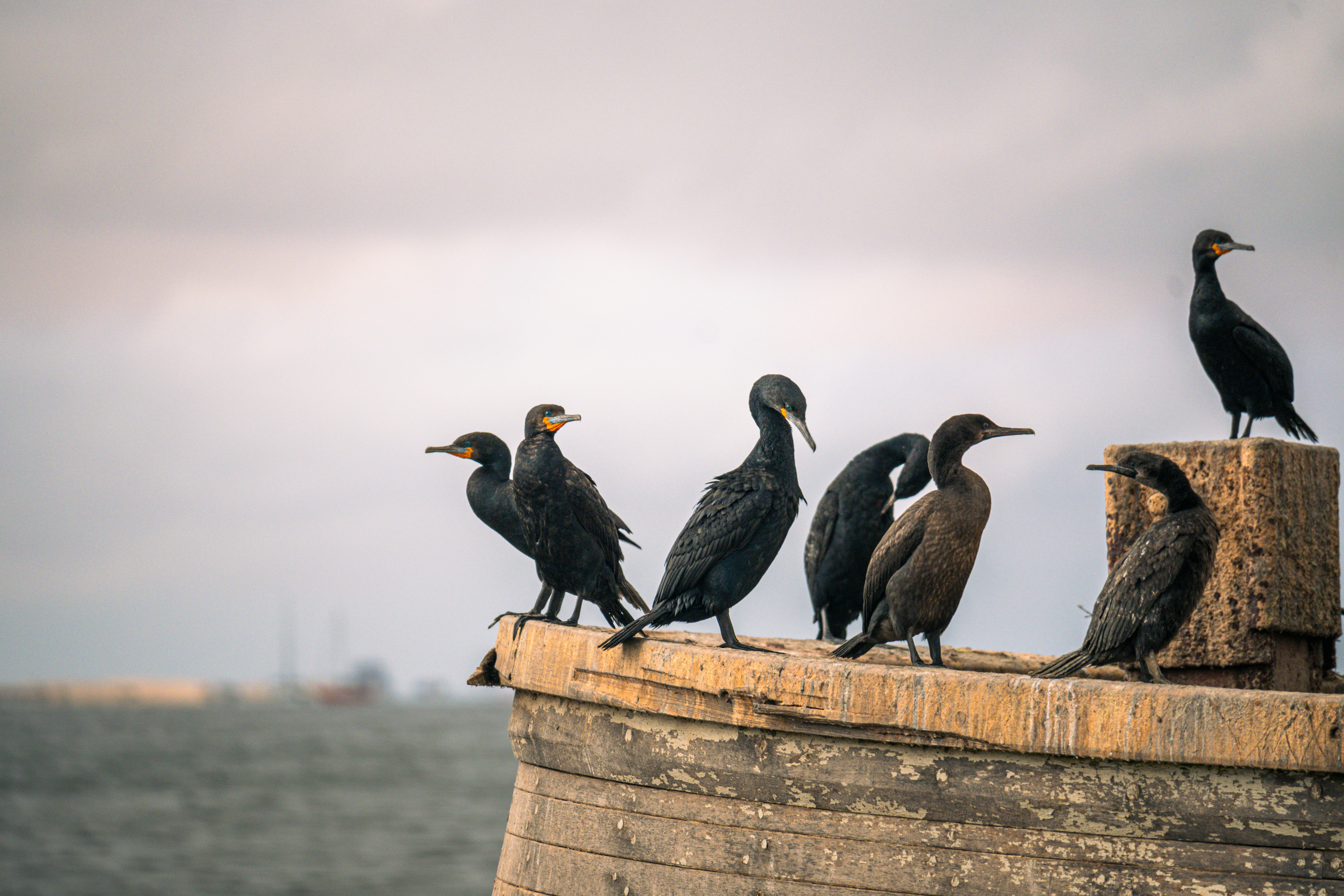 Promenade of Cormorants: Perched Silence on a Weathered Pier
