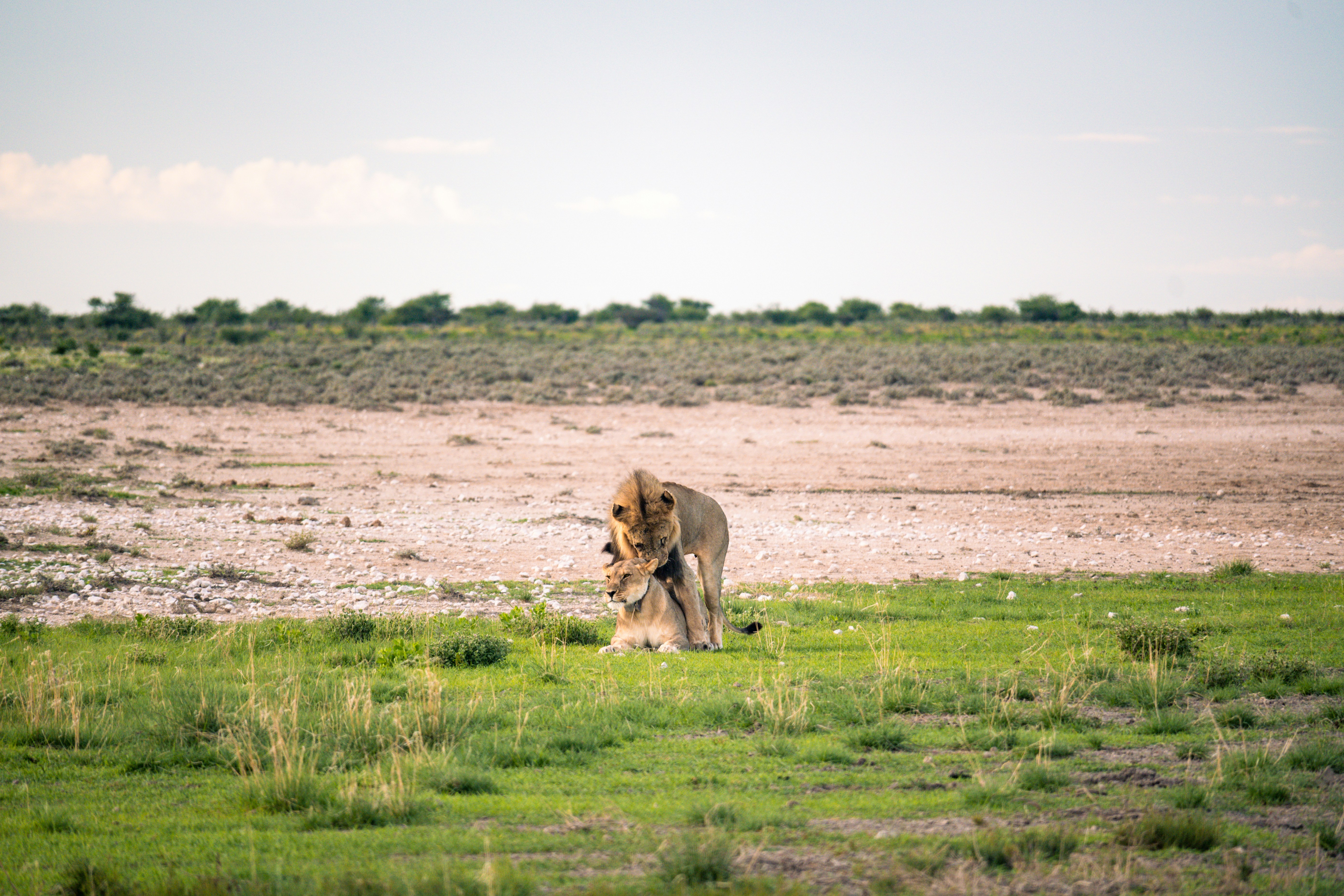 Lone Lioness at the Meadow Edge