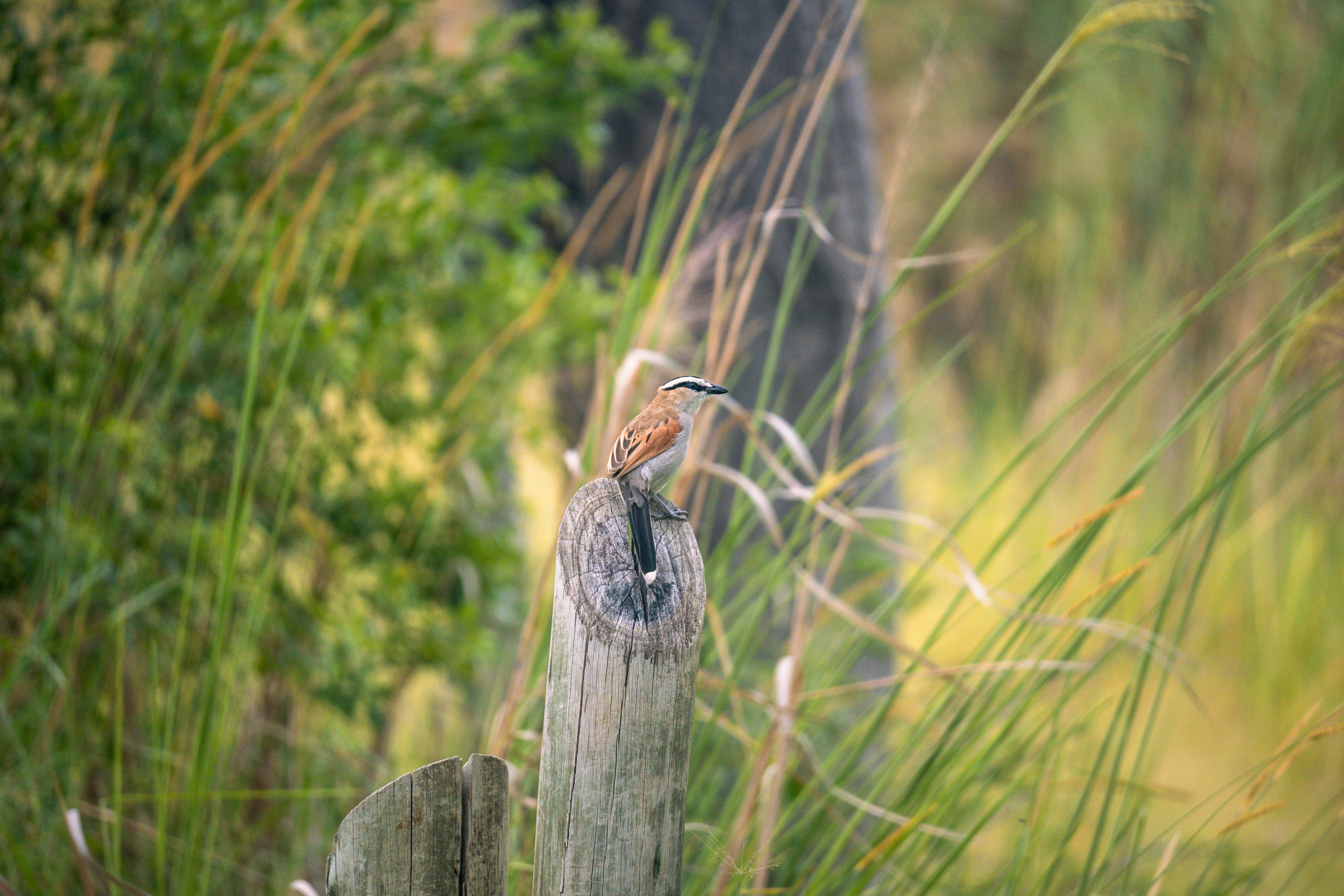 Perched on a weathered post, a small songbird surveys the marsh