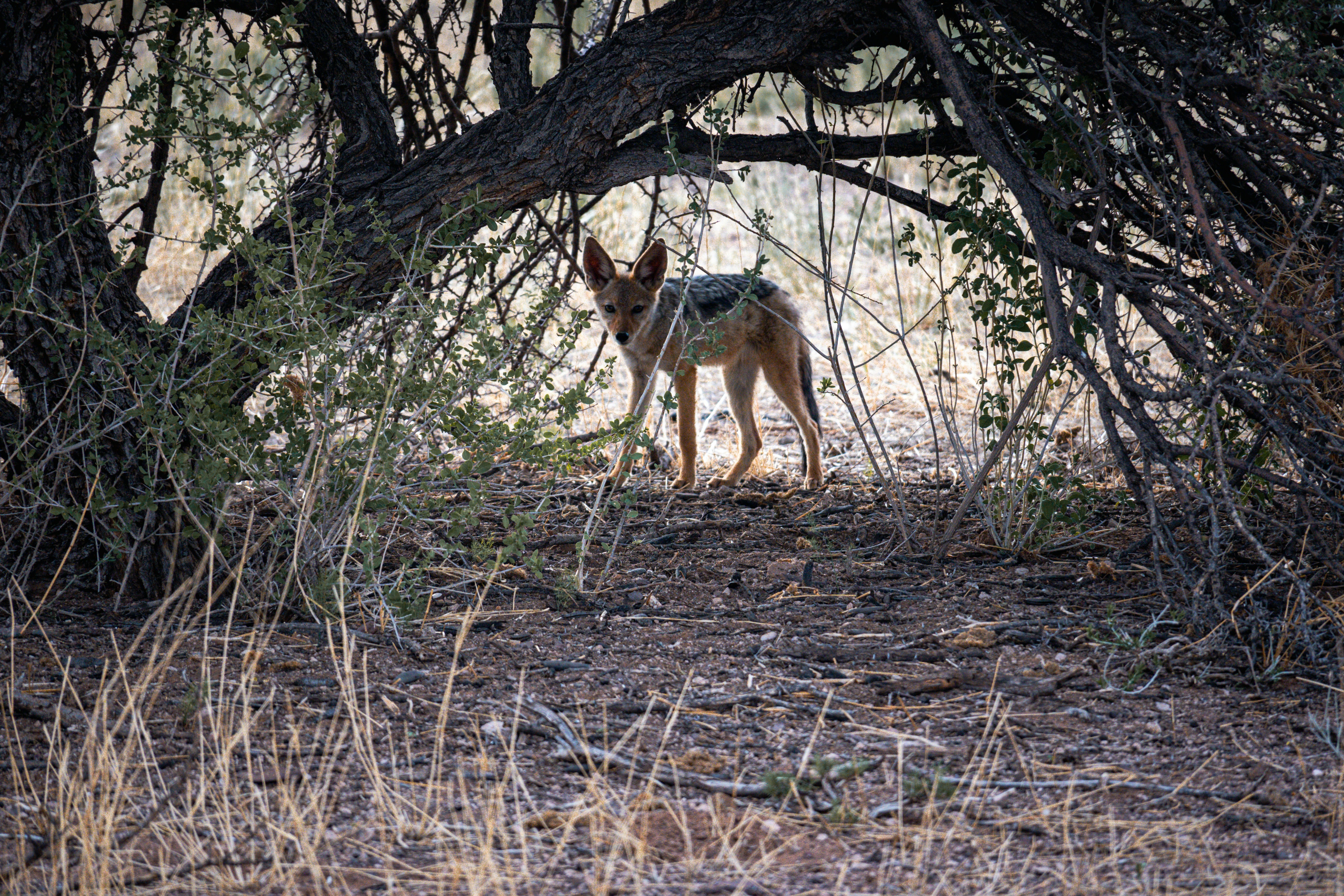 Fox Cub Peering from Shade Under a Creaking Branches Canopy