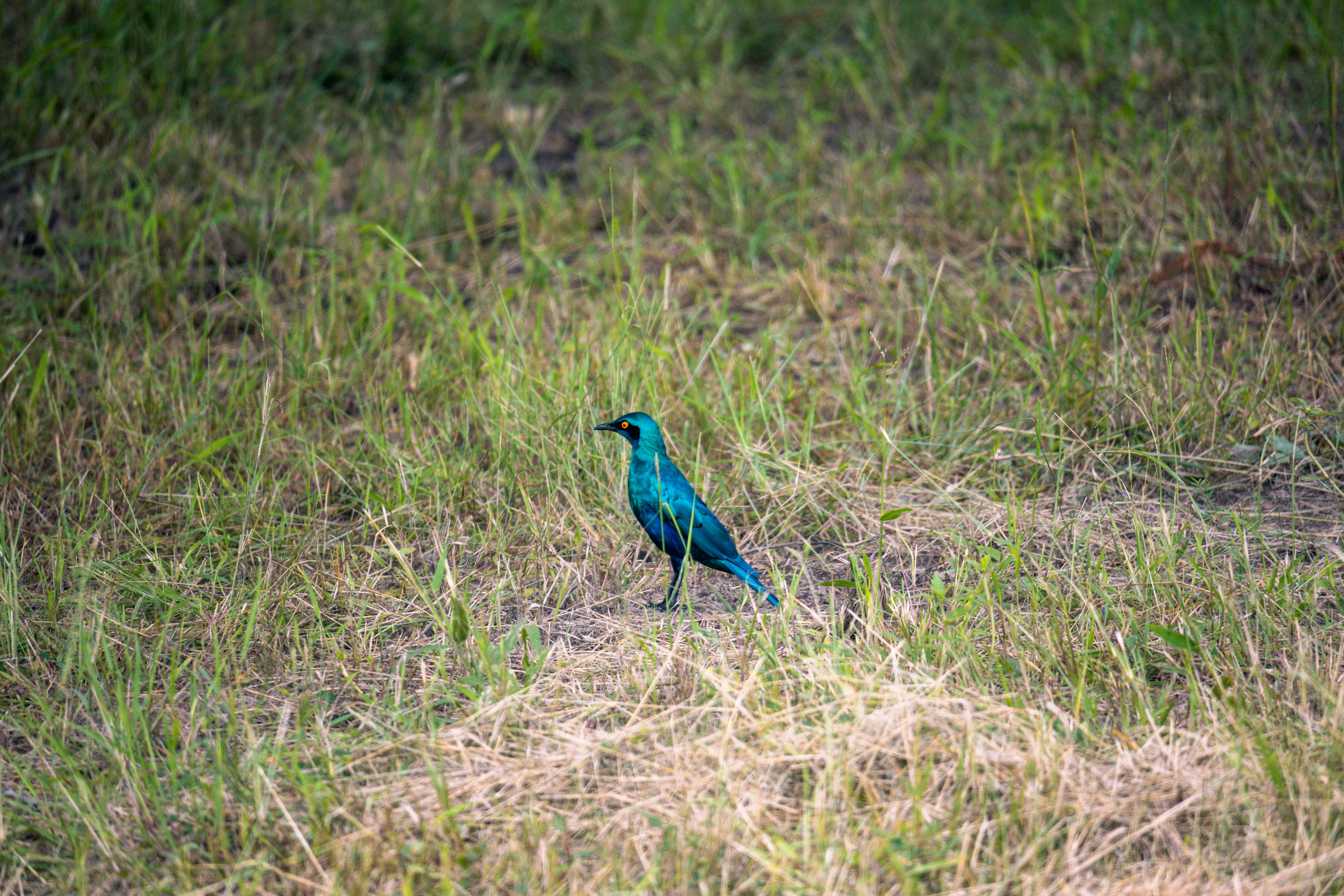 Azure Field King: a lone blue bird on sunlit grass