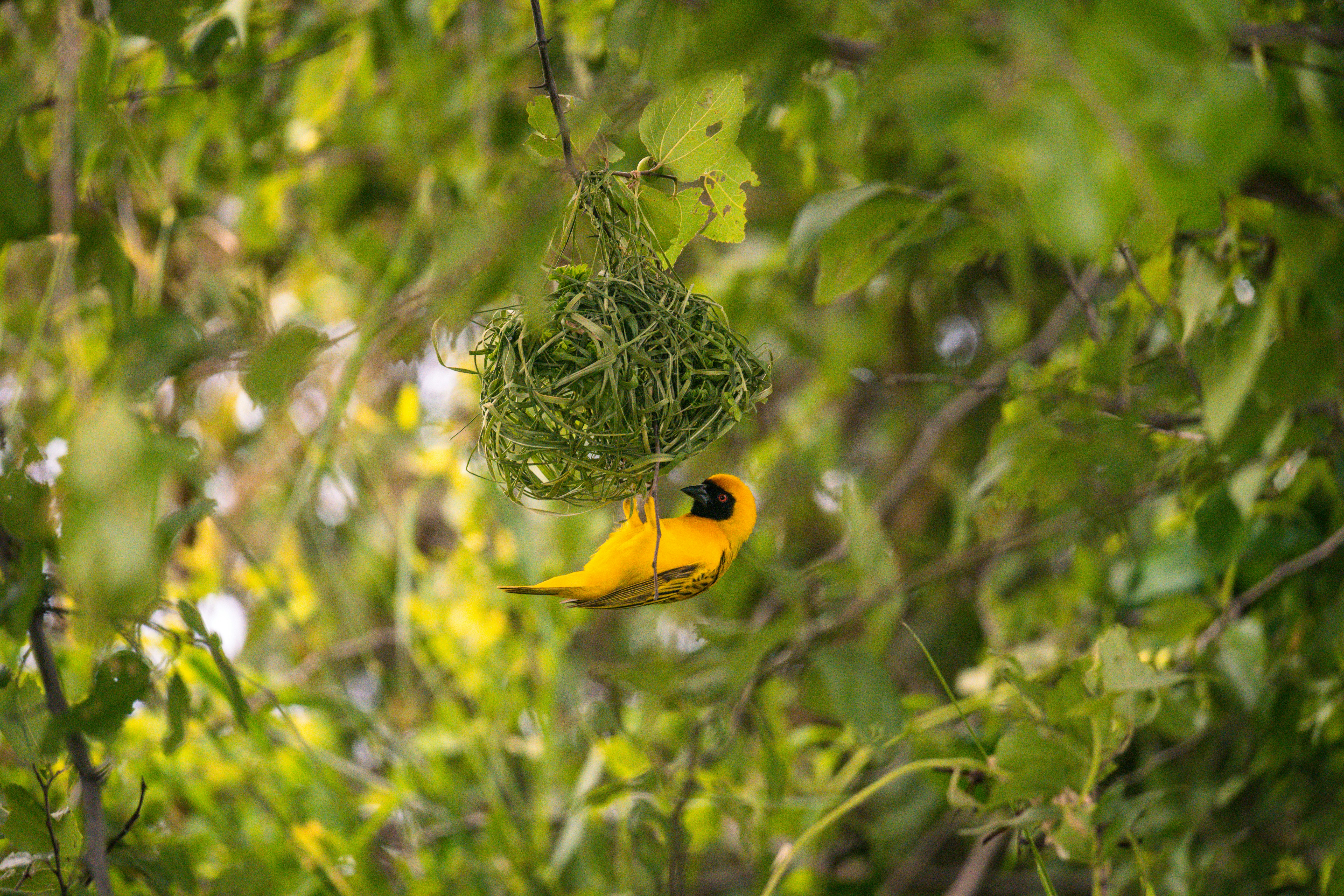 Sunbird in a Green Tangle: A Bright Accent Amid Folding Foliage