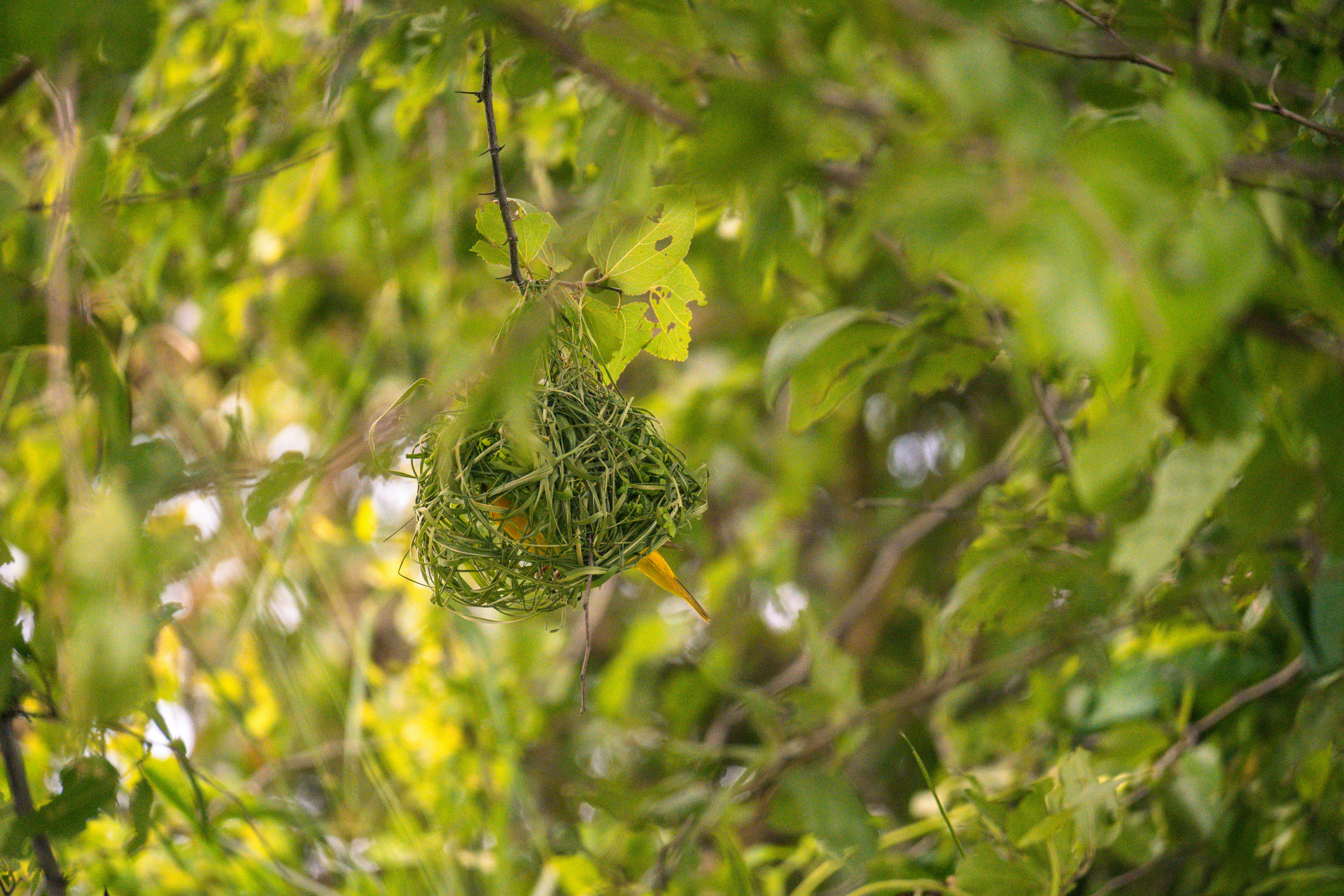 Nest of Green Whimsy: A Hanging Bird's Nest in Sunlit Foliage