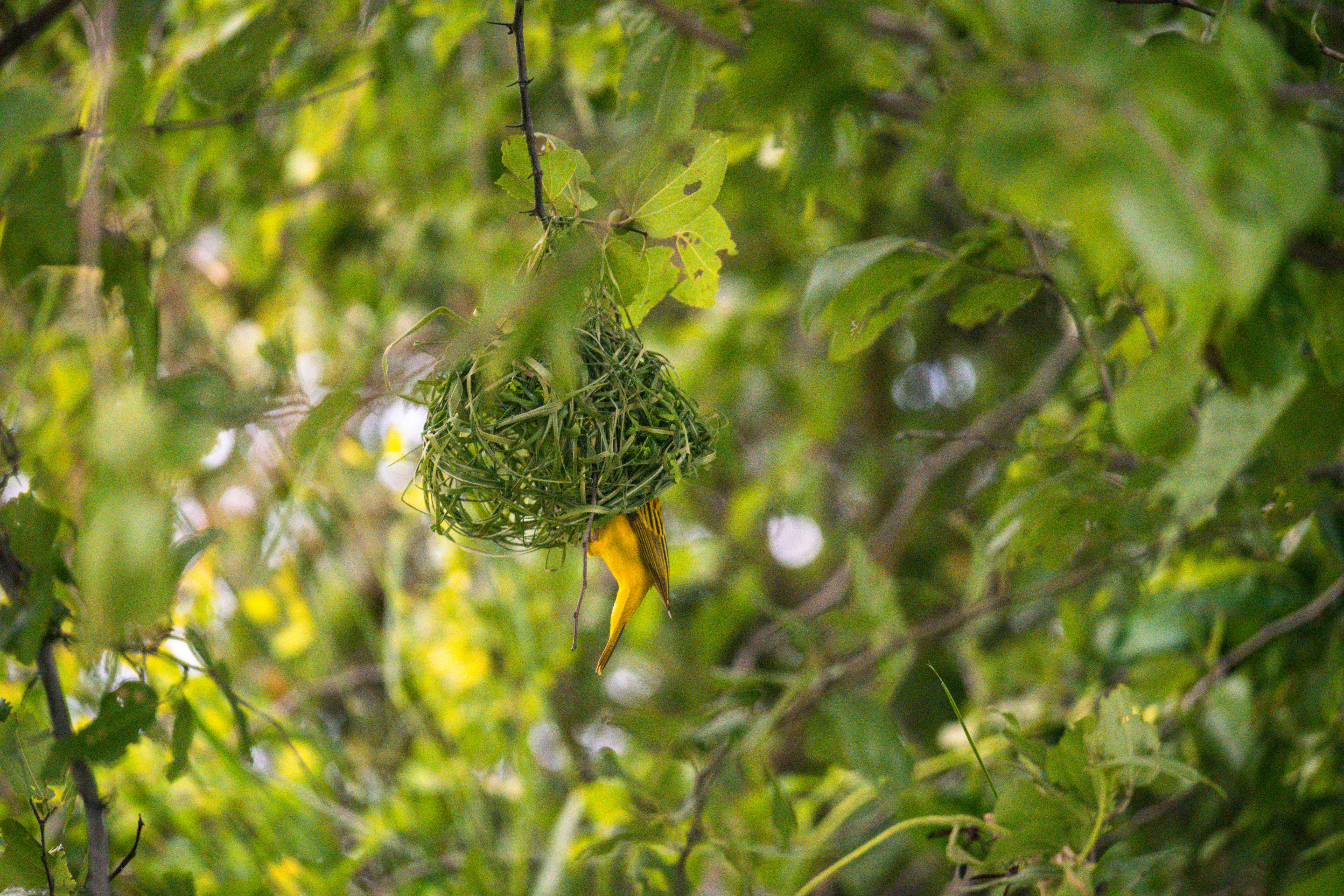 Hanging Nest in a Canopy of Green