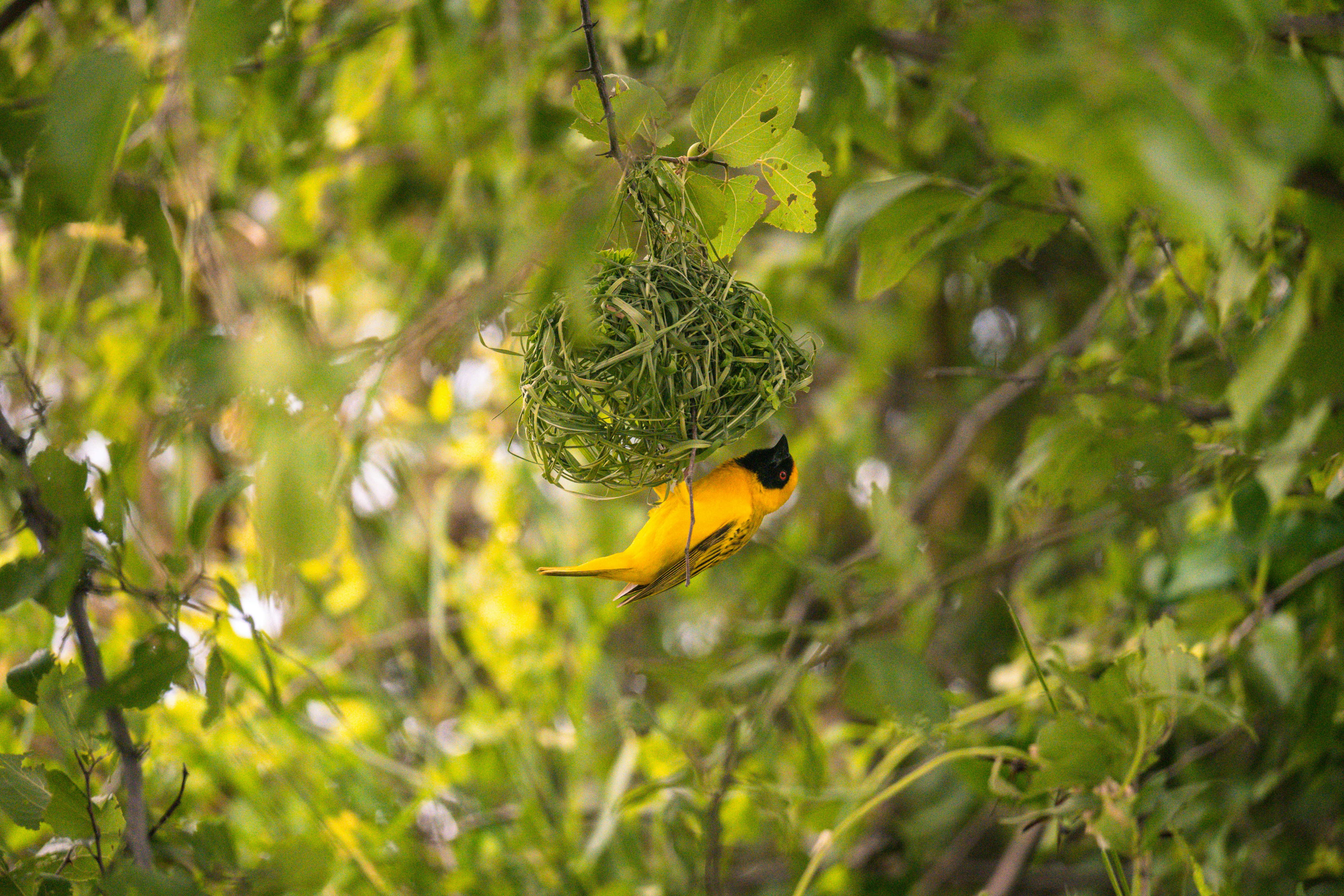 Golden Warbler in a Subtle Nest of Greenery