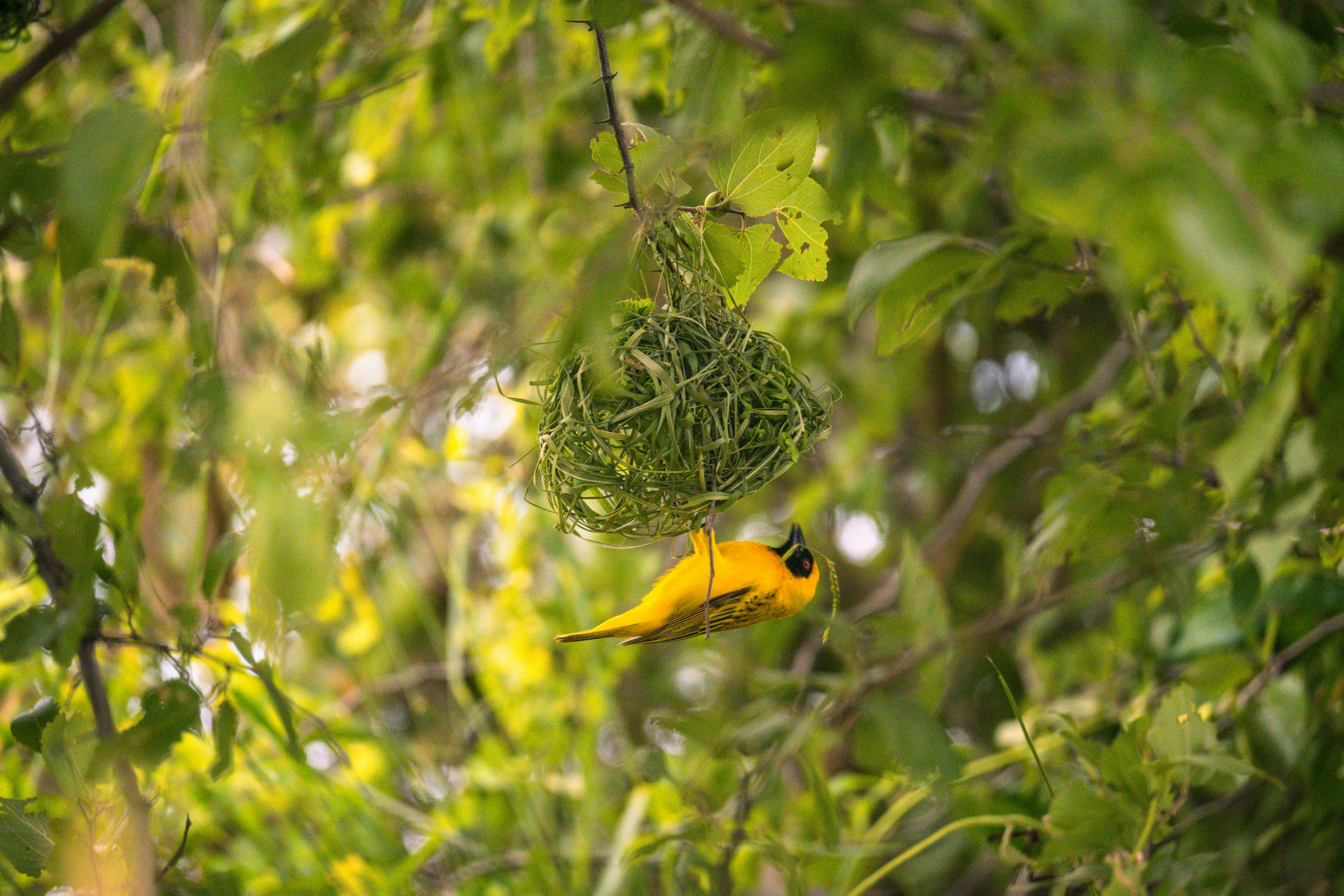 Azure Warbler in a Hanging Nest: A Bright Accent Amid Green Canopy