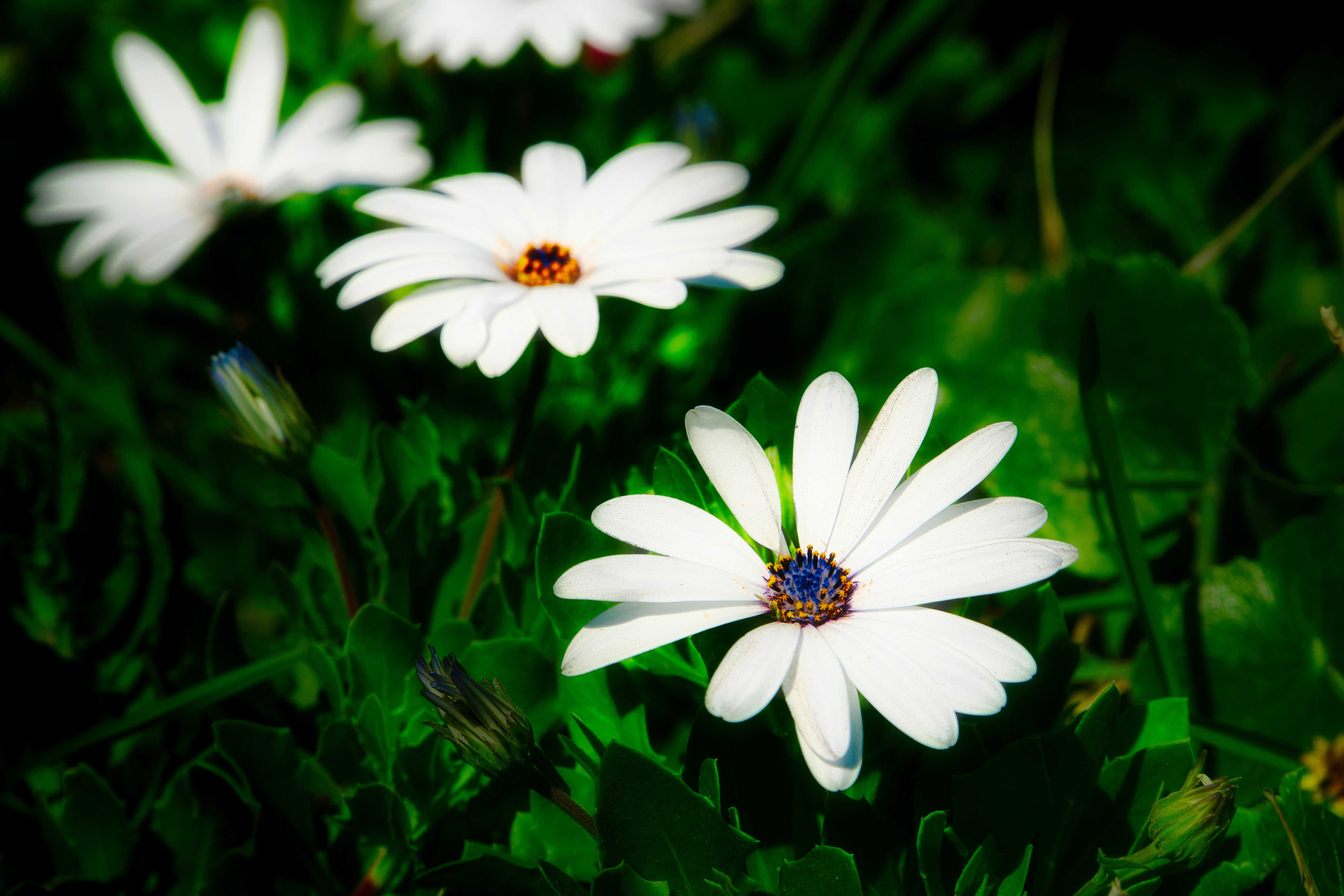 Daisy Bloom in Sharp Focus Amid Lush Greenery