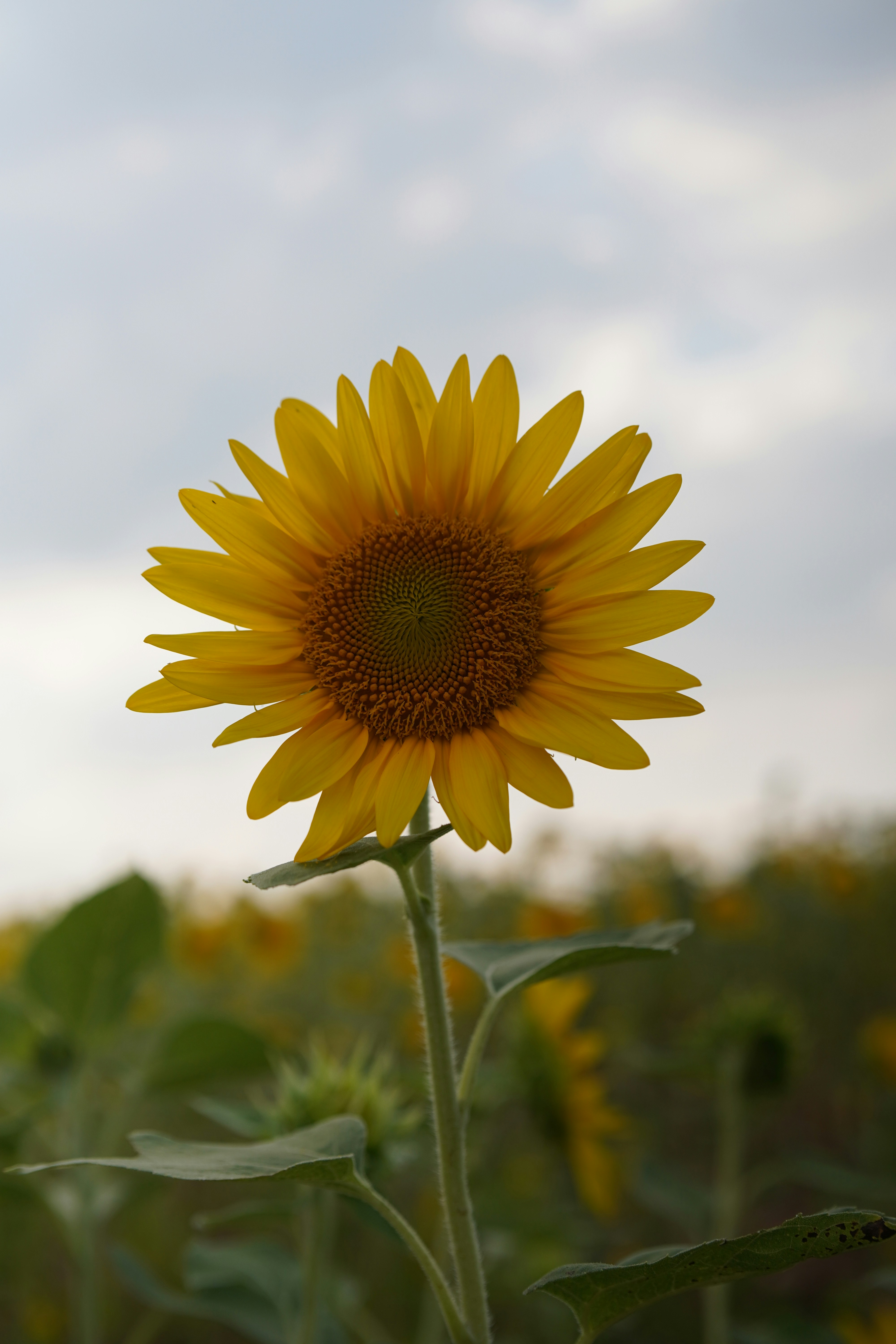 Sunflower Centerstage: A Single Bloom Reaching for the Sky