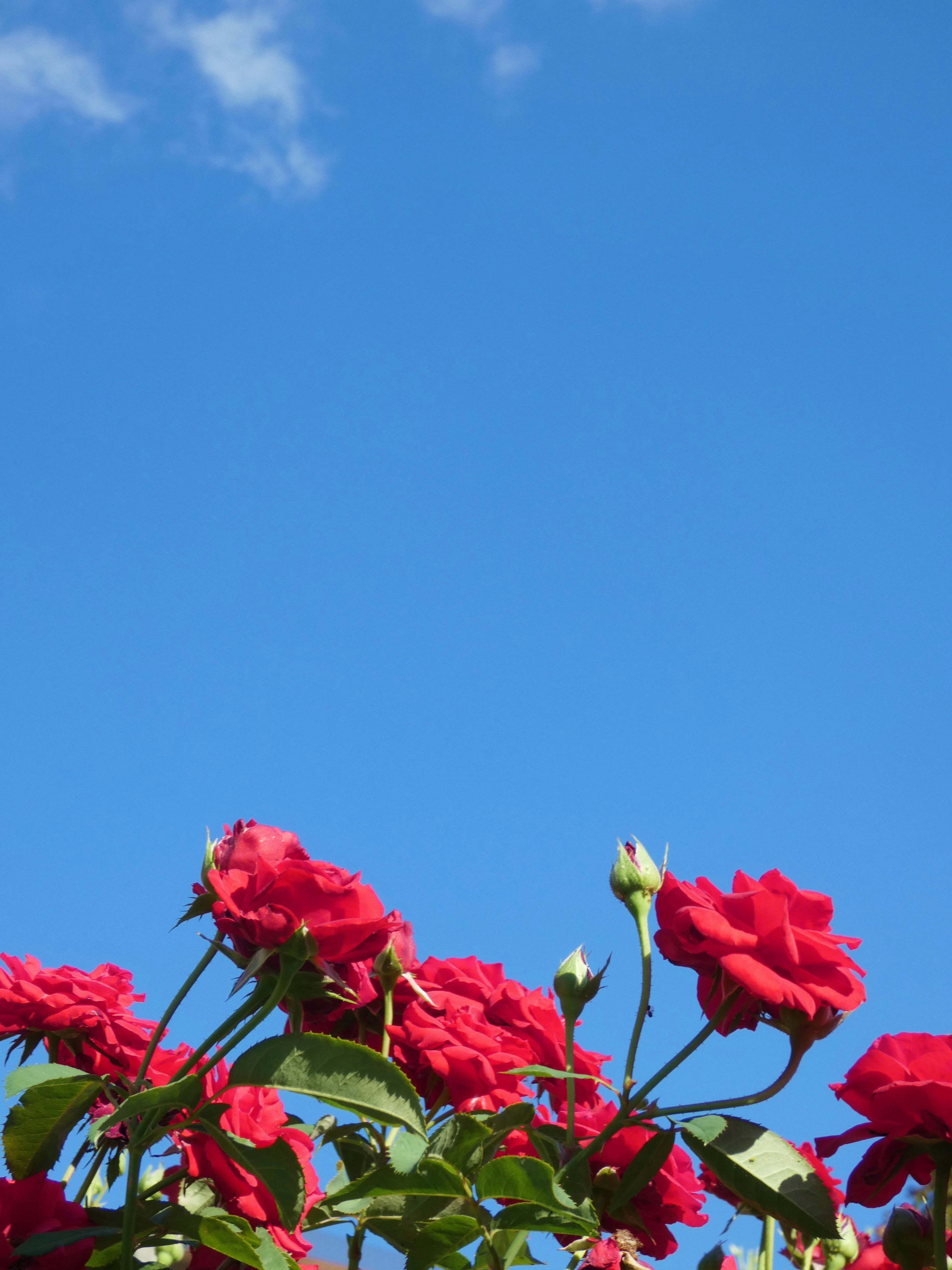 Crimson Roses Piercing a Clear Sky