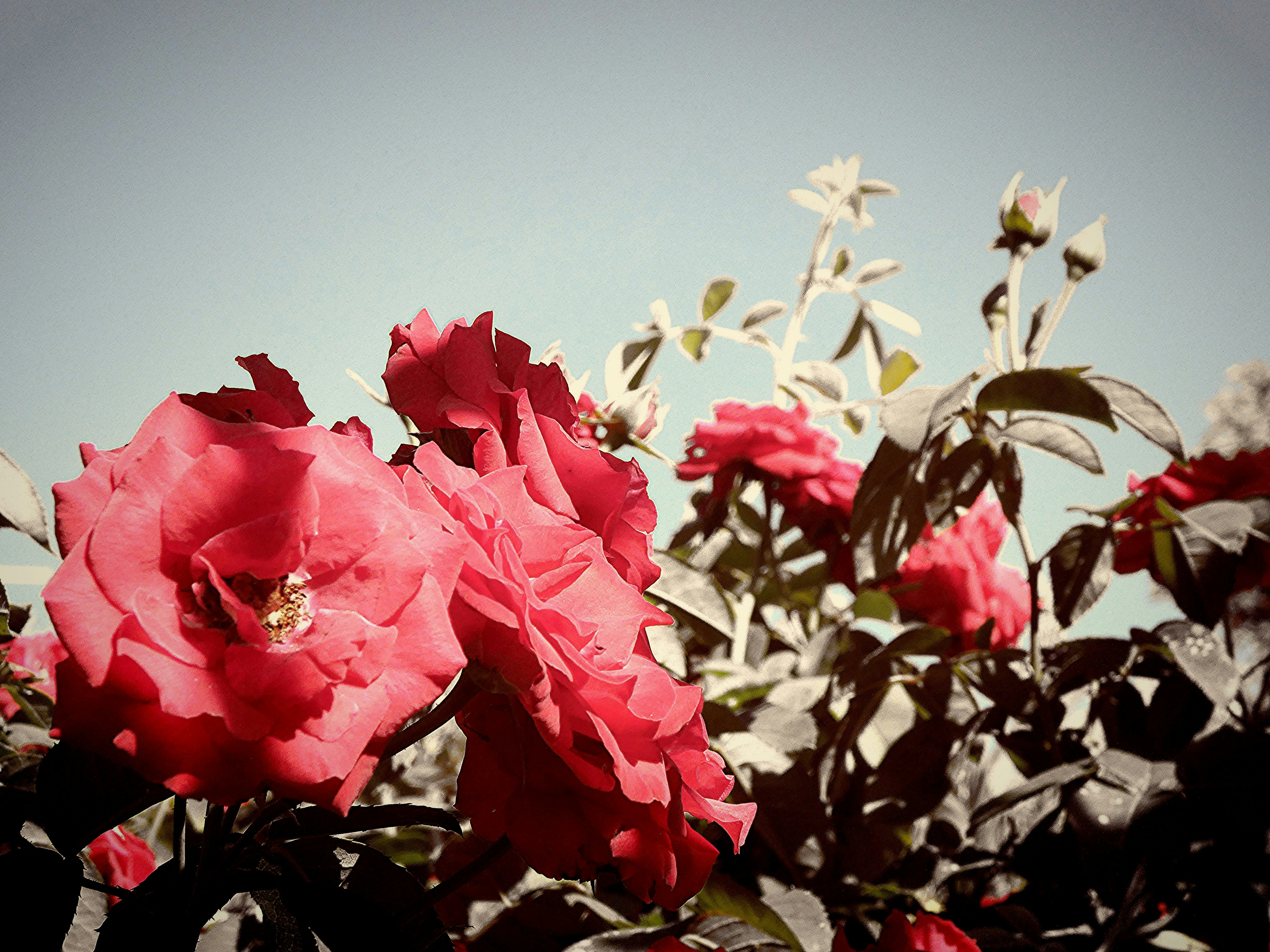 Crimson Rose Canopy under a Vintage Sky