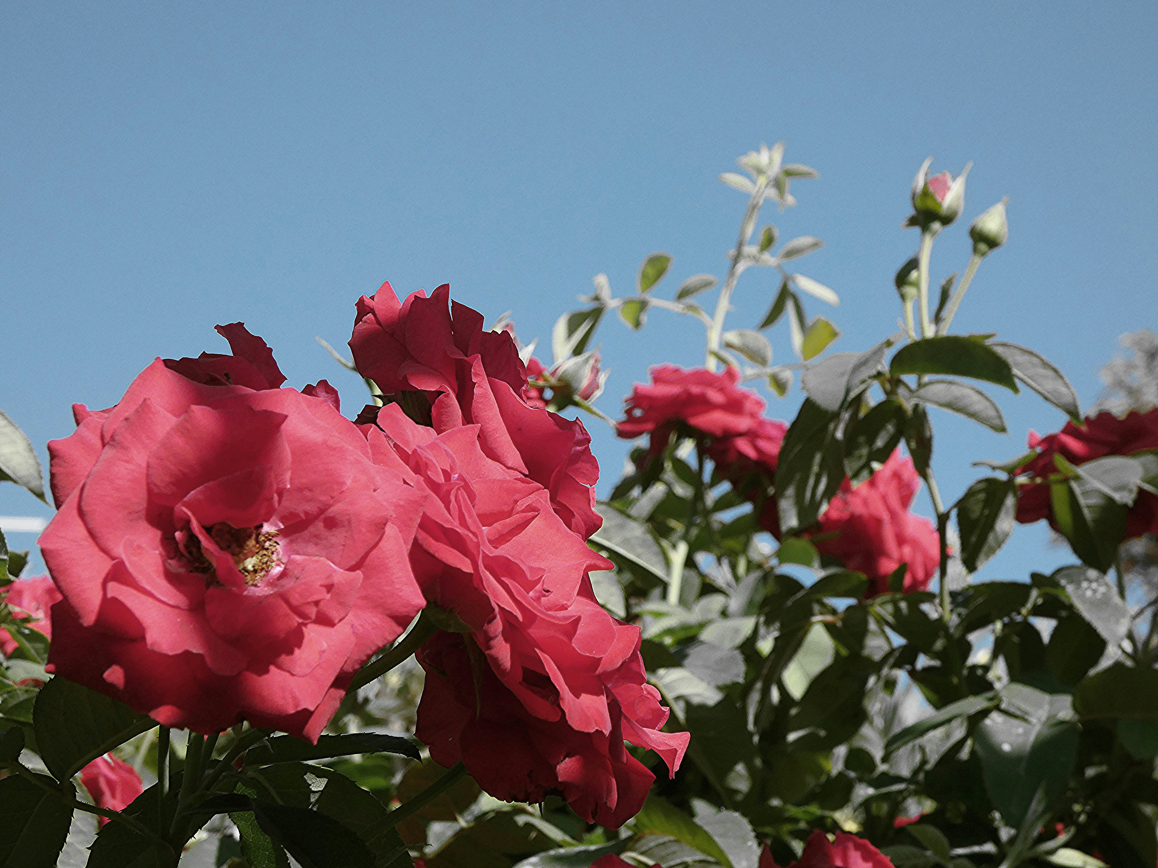 Crimson Rose Cascade Under Open Sky