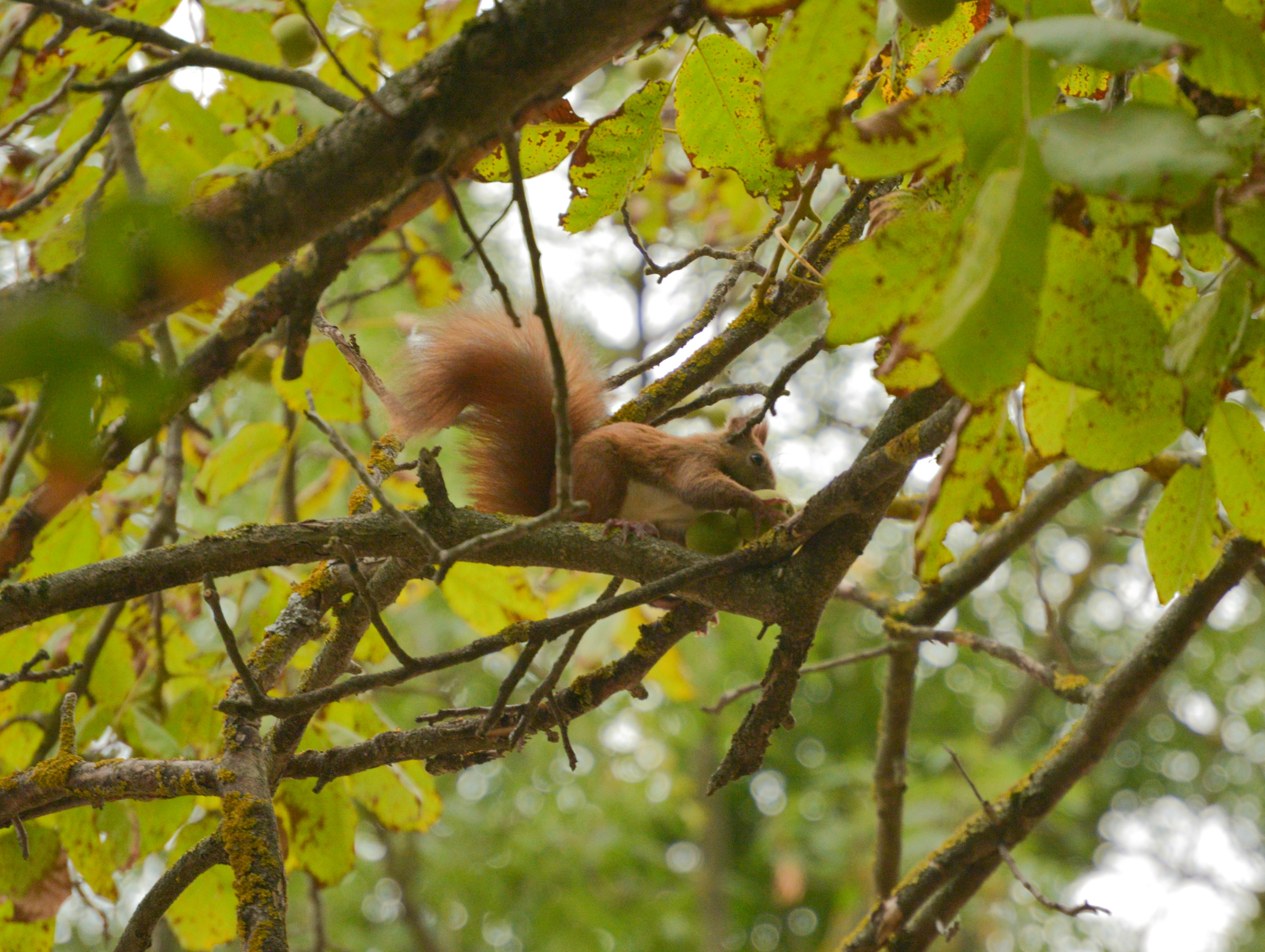 Squirrel Pause Among Spring Leaves