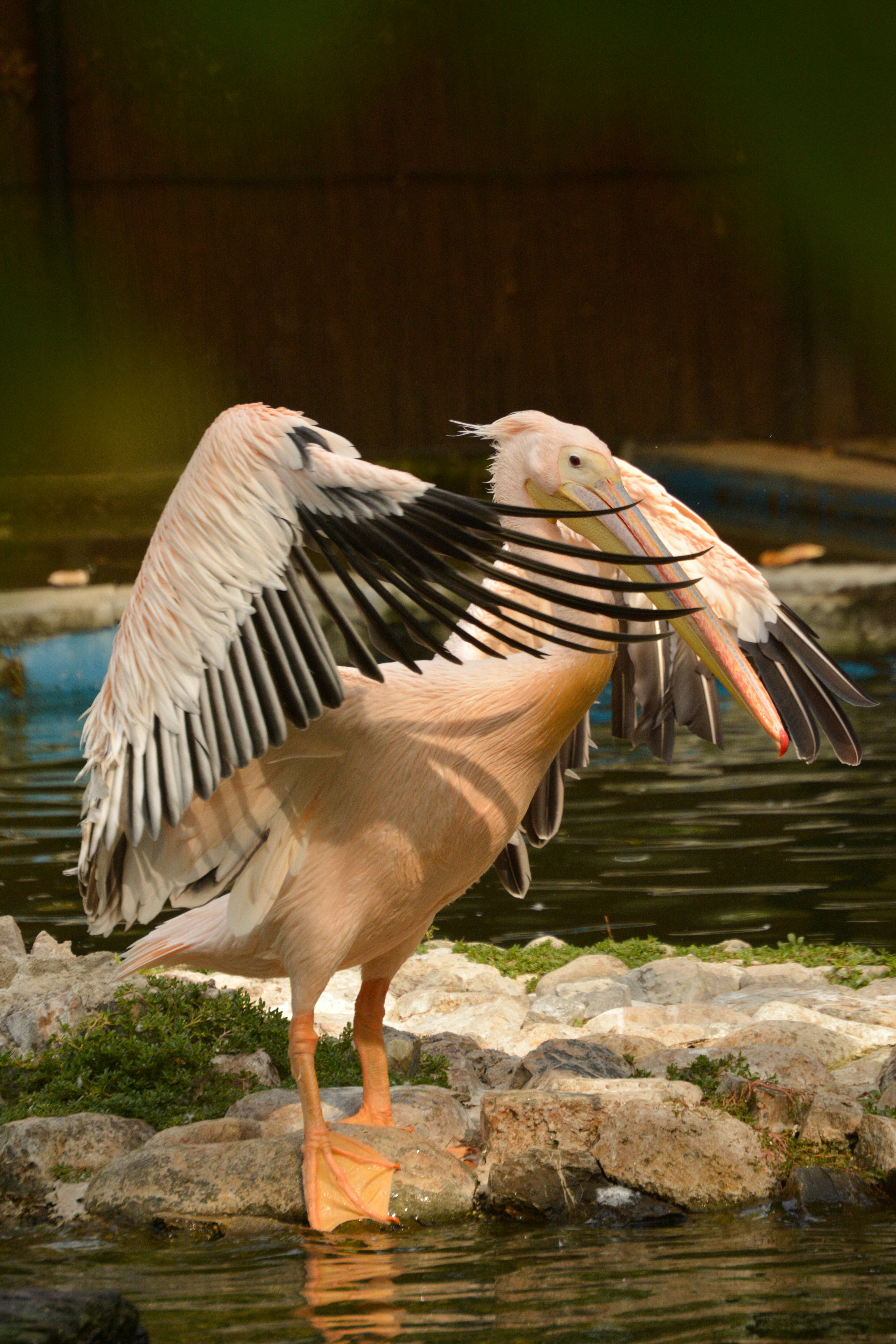 Pink Pelican Prepares for Takeoff at the Shallow Pool