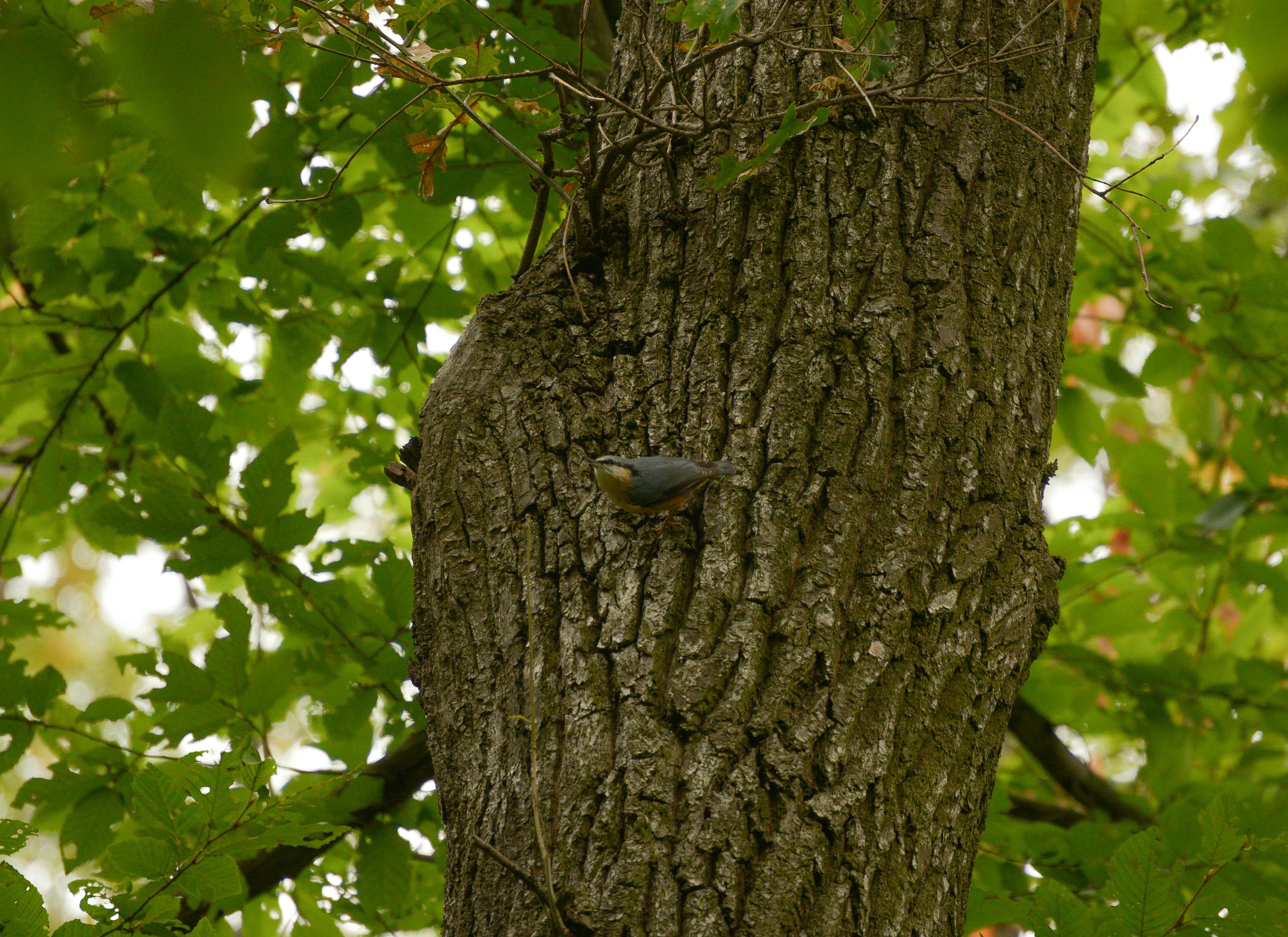 Numeric Bark: A Small Bird on a Thick Trunk