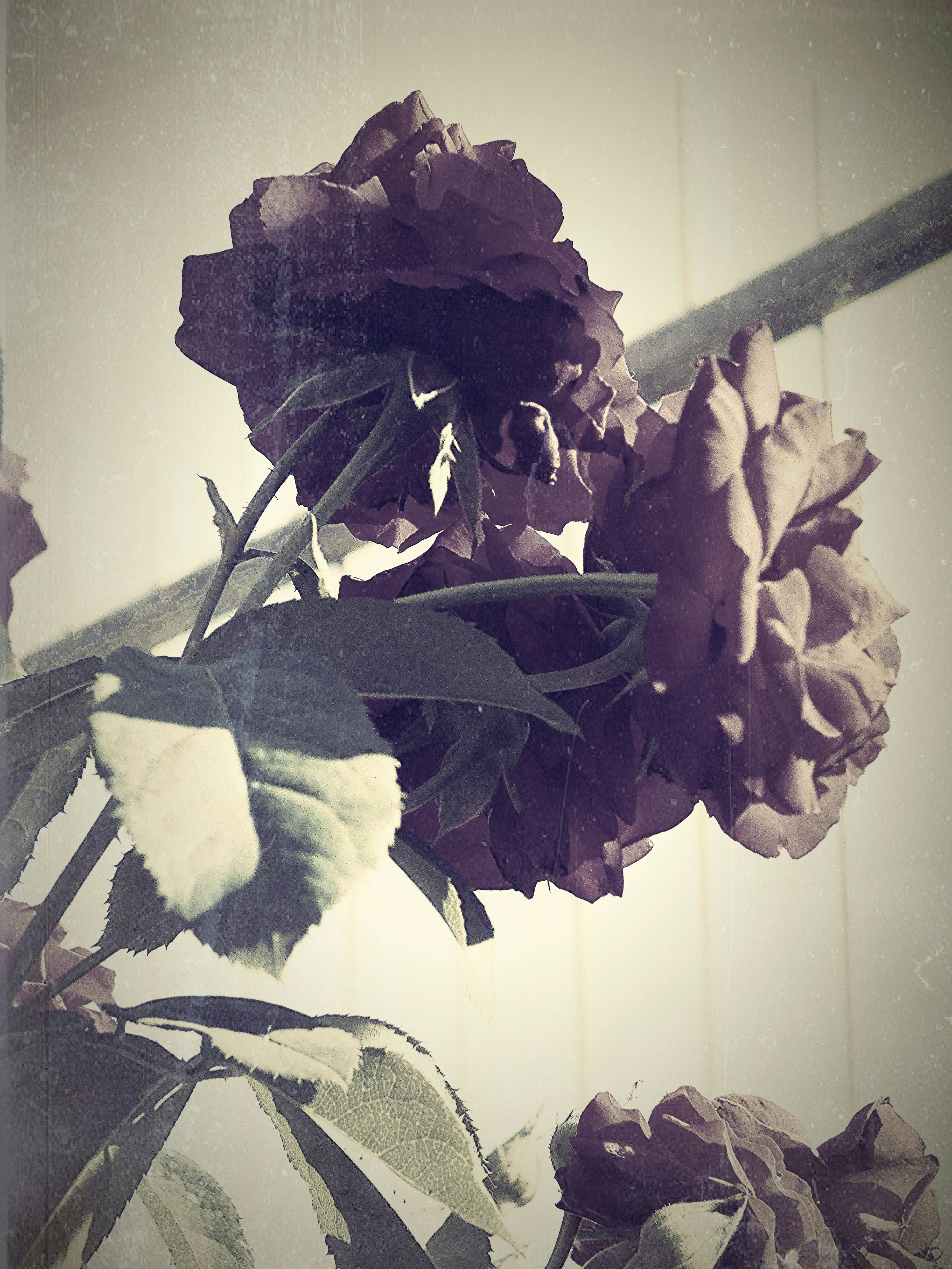Withered Roses in a Soft Sepia Glass