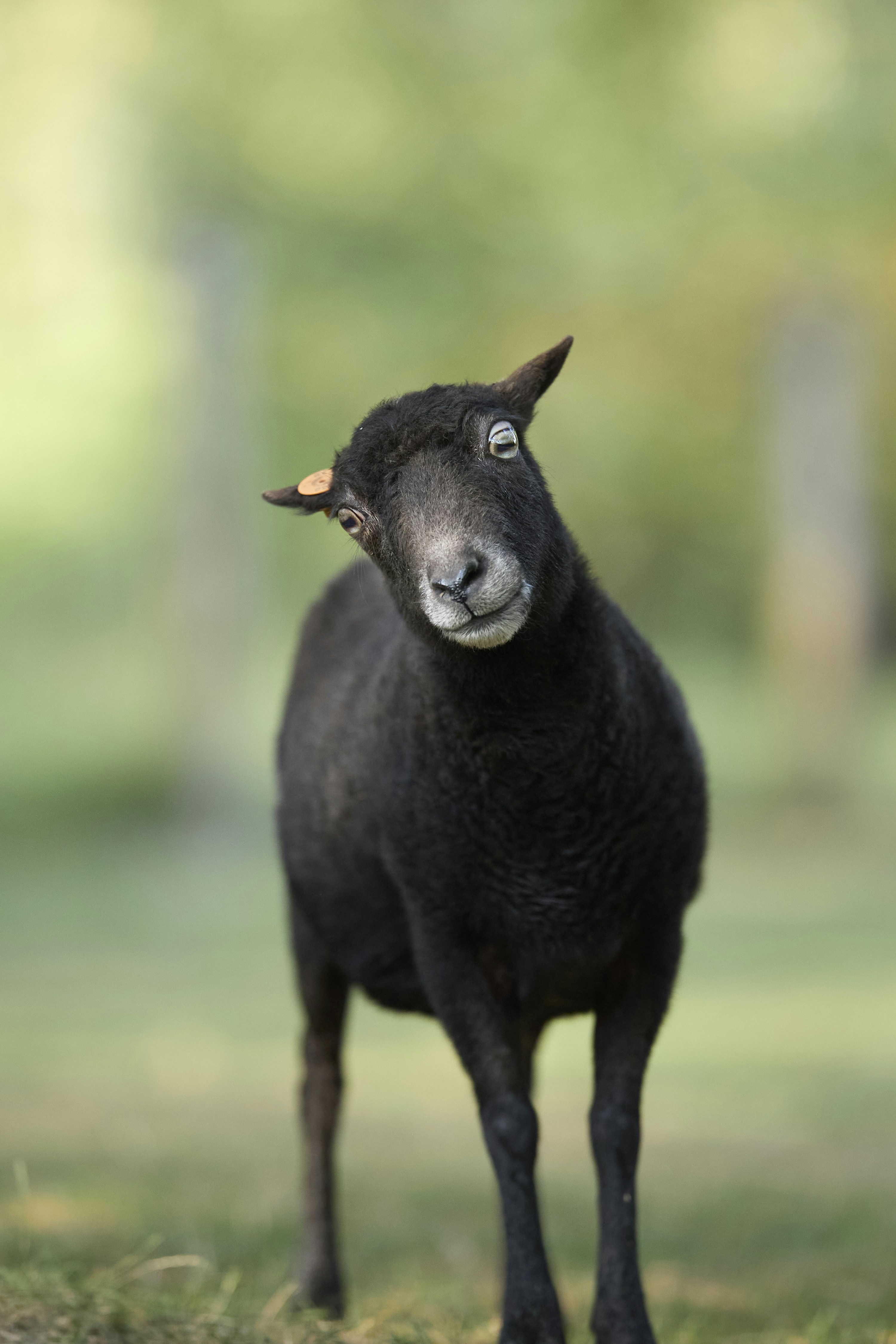 Curious Coop: A Black-Furred Sheep Animal Stares Down the Lens