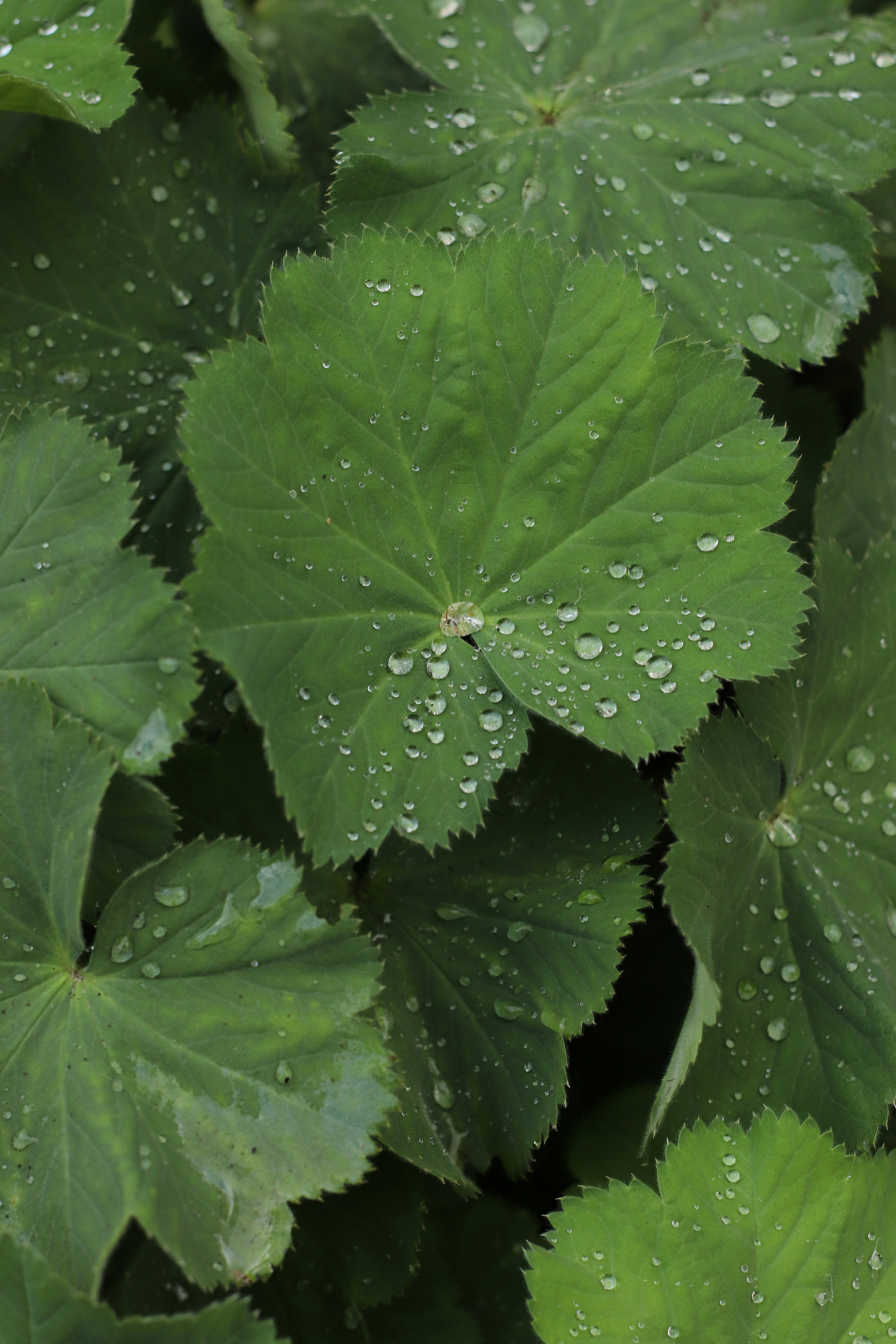 Emerald Veil: Dew-Rimmed Leaves in Quiet Morning Light