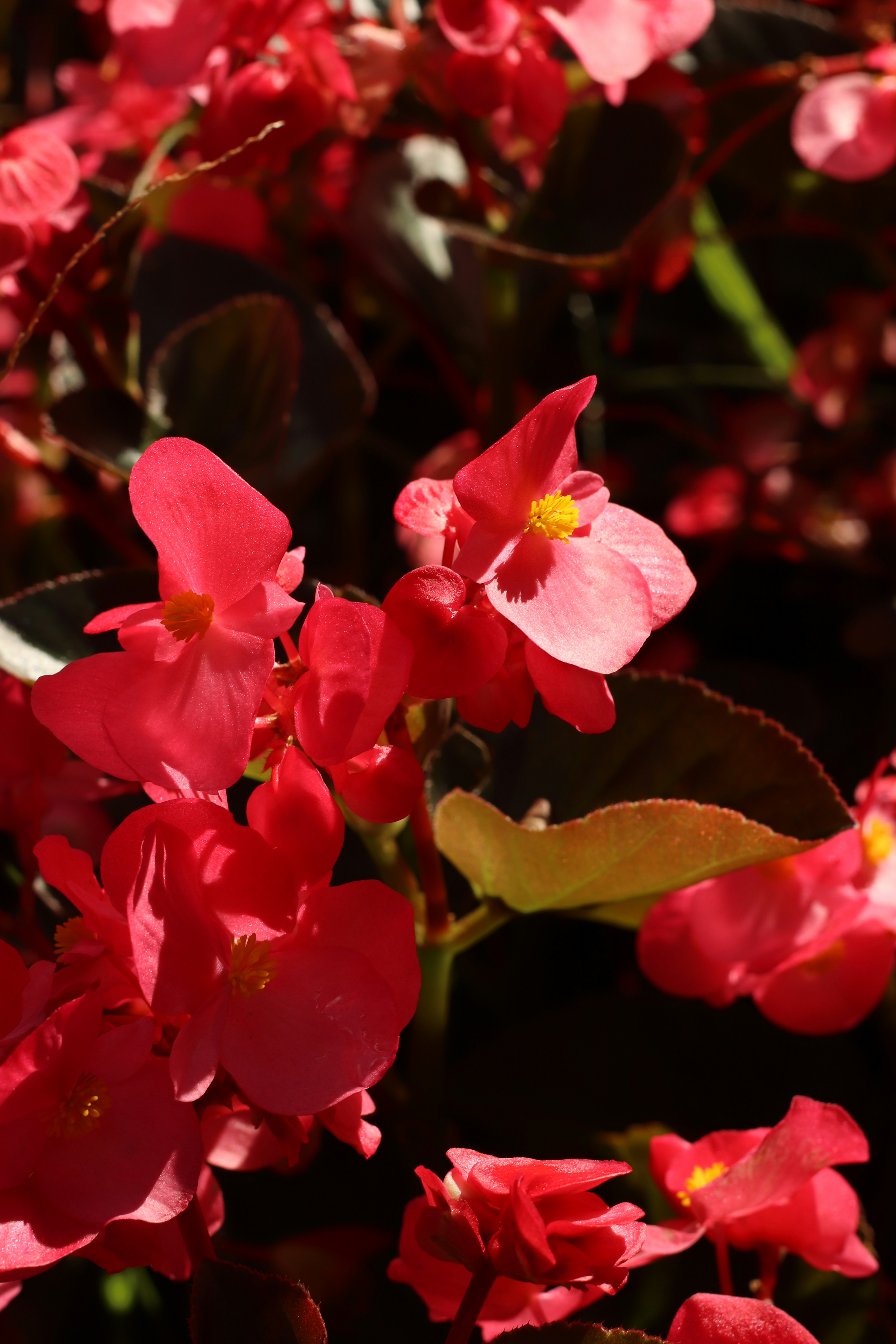 Crimson bloom cluster catching the sun