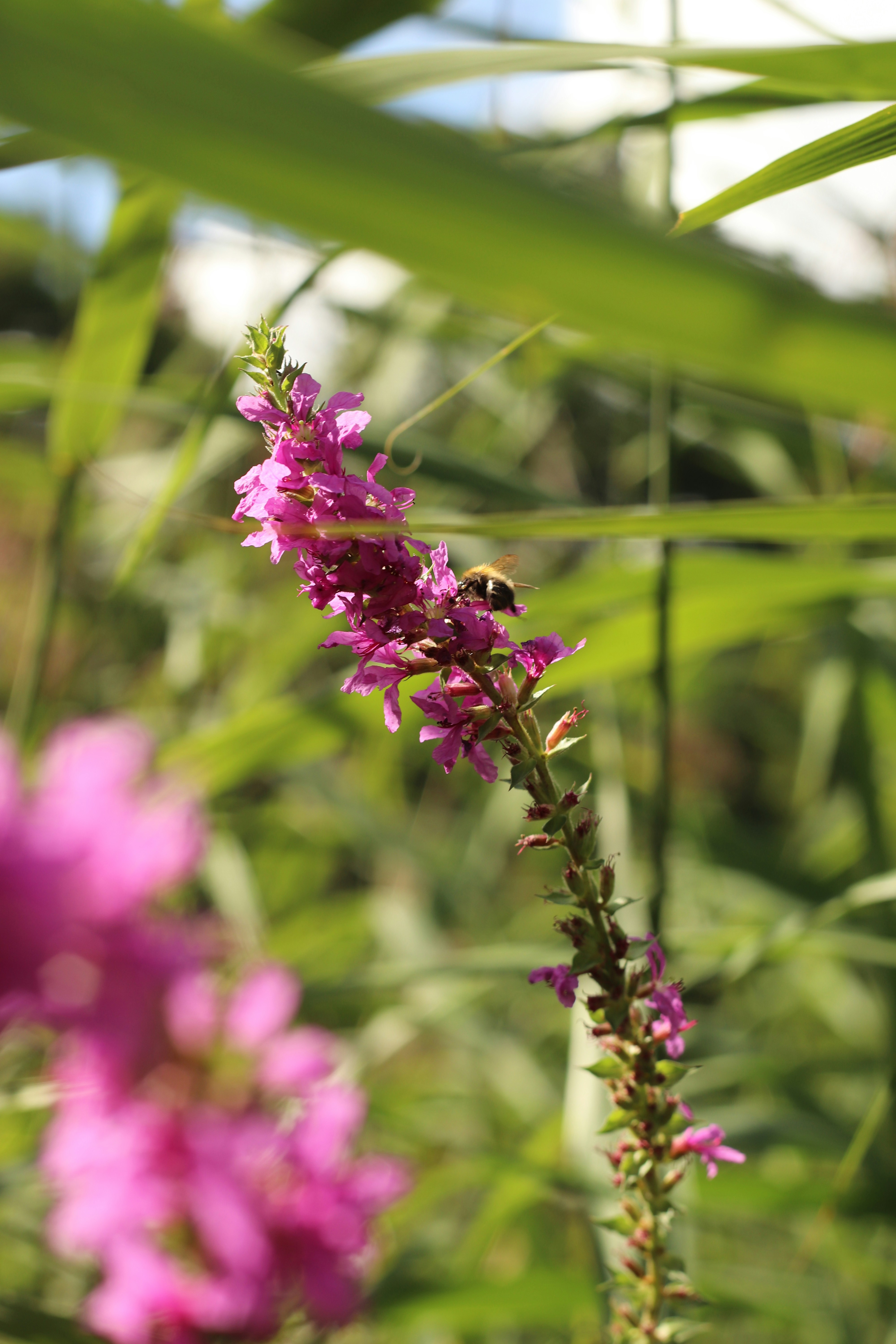 Bee on Magenta Spike: A Close Encounter in Soft Sunlight