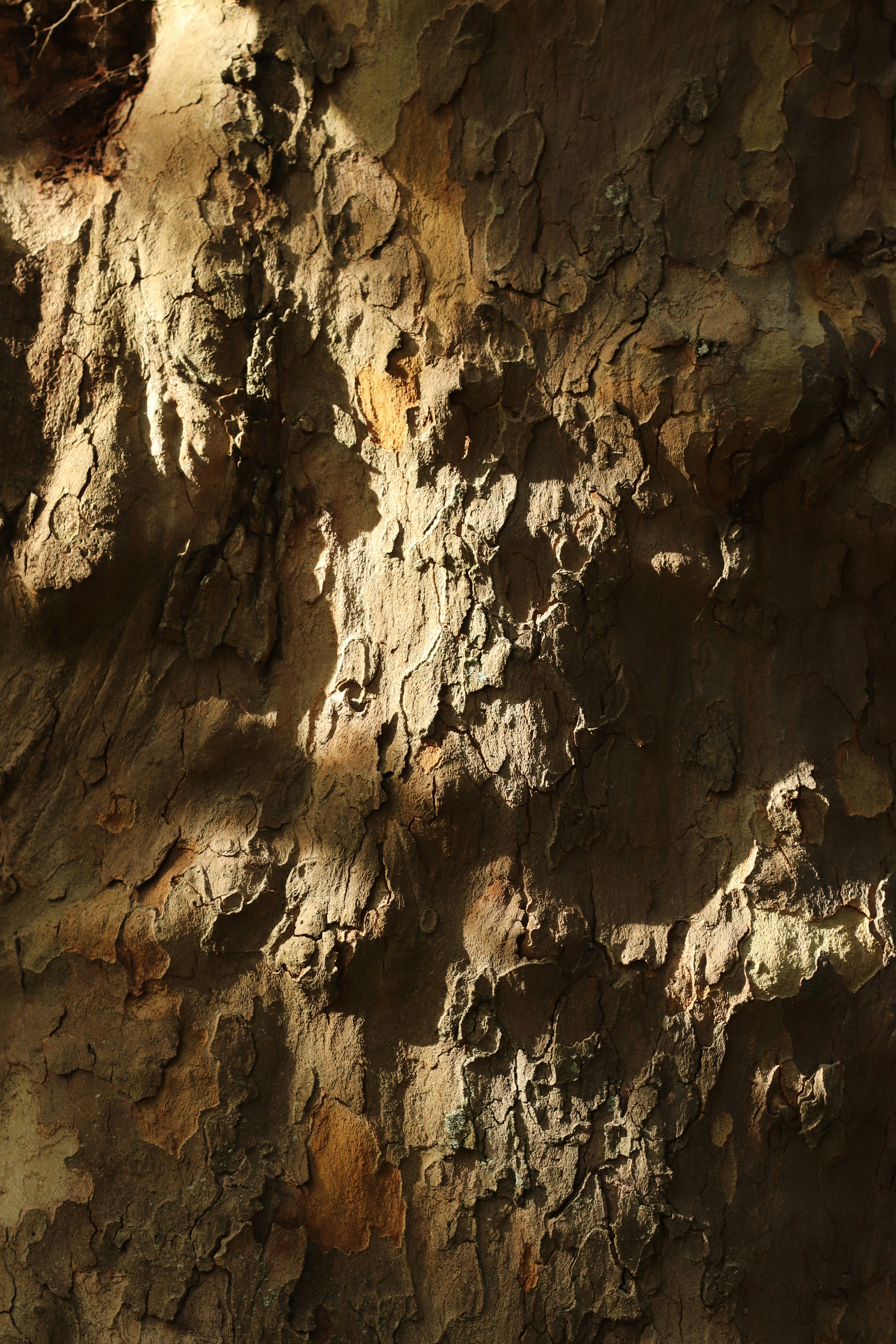 Rugged Bark: Sunlit Texture Carved by Time