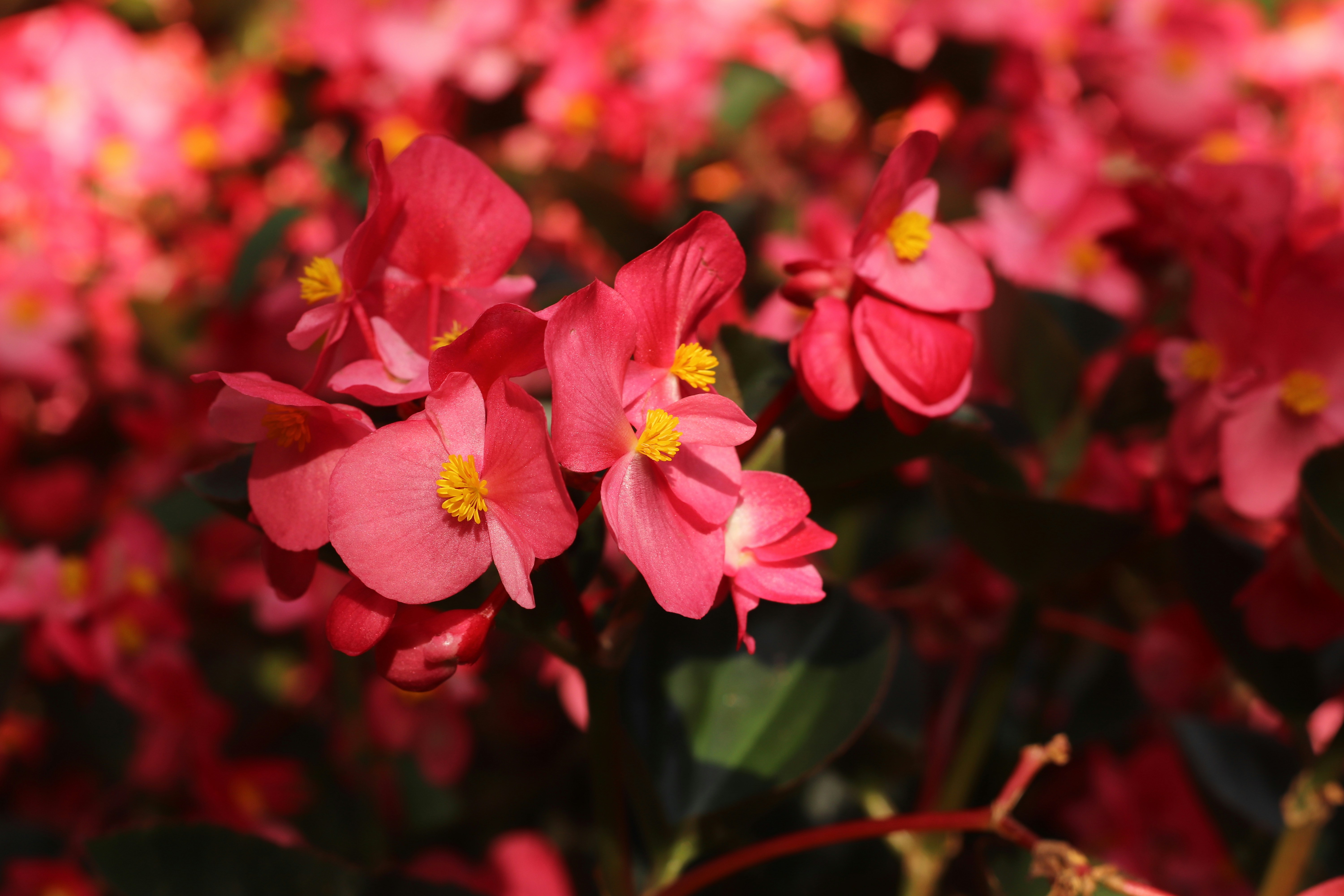 Crimson Blossoms: Close-Up of Red Flowers with Sunny Yellow Centers