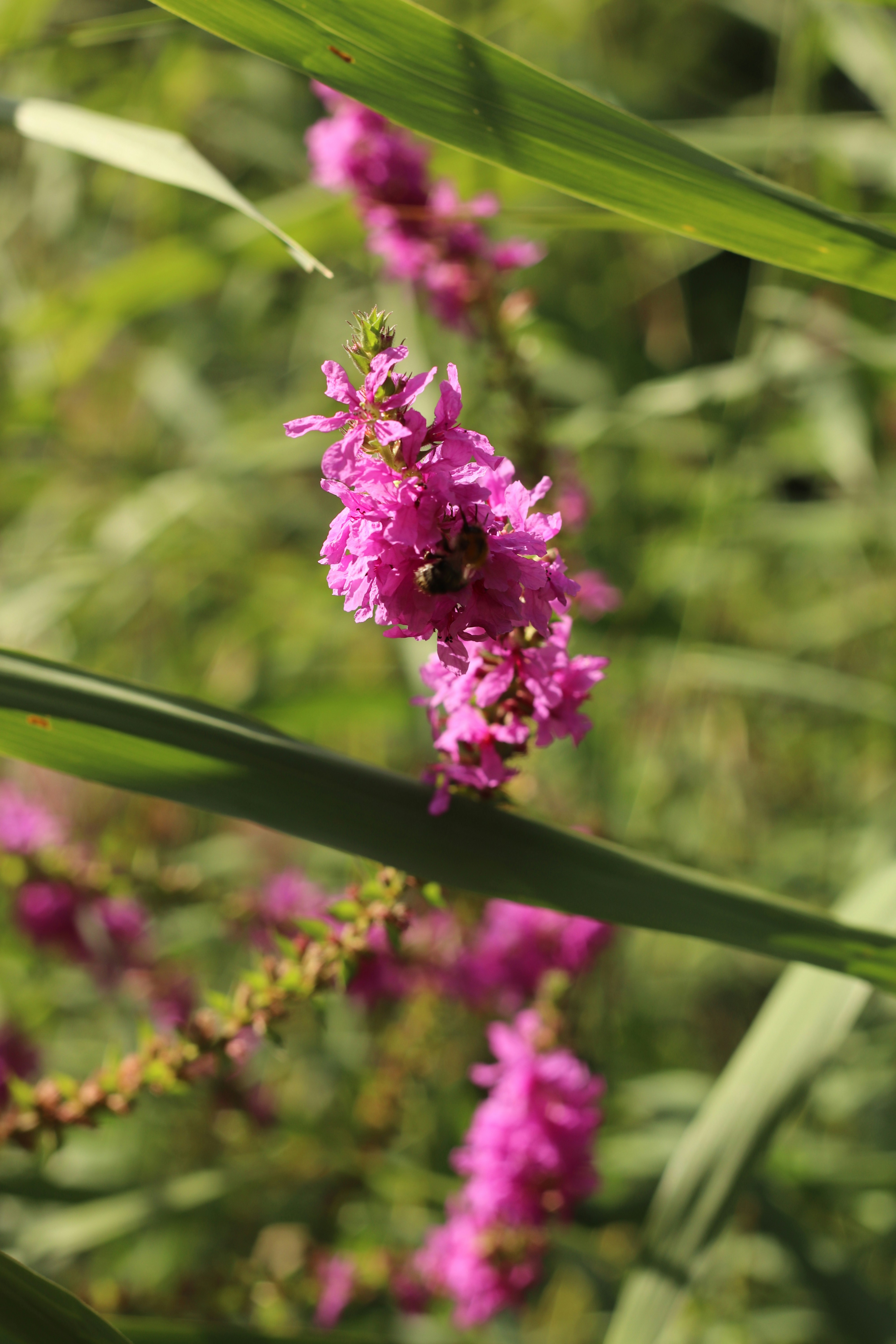 Blooms of Magenta Amid Green Strands