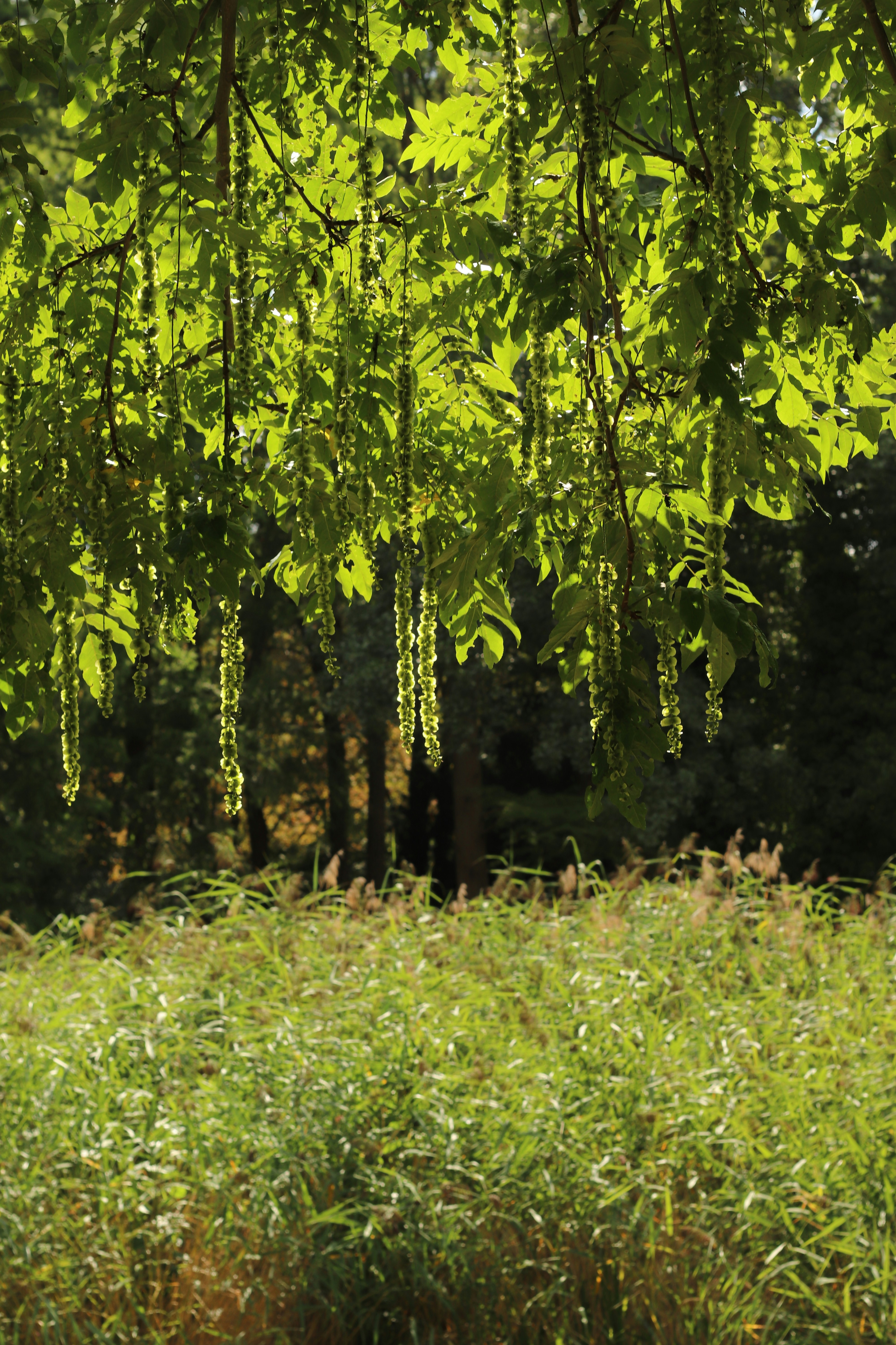 Hanging Ferns in dappled sunlight above a sunlit meadow