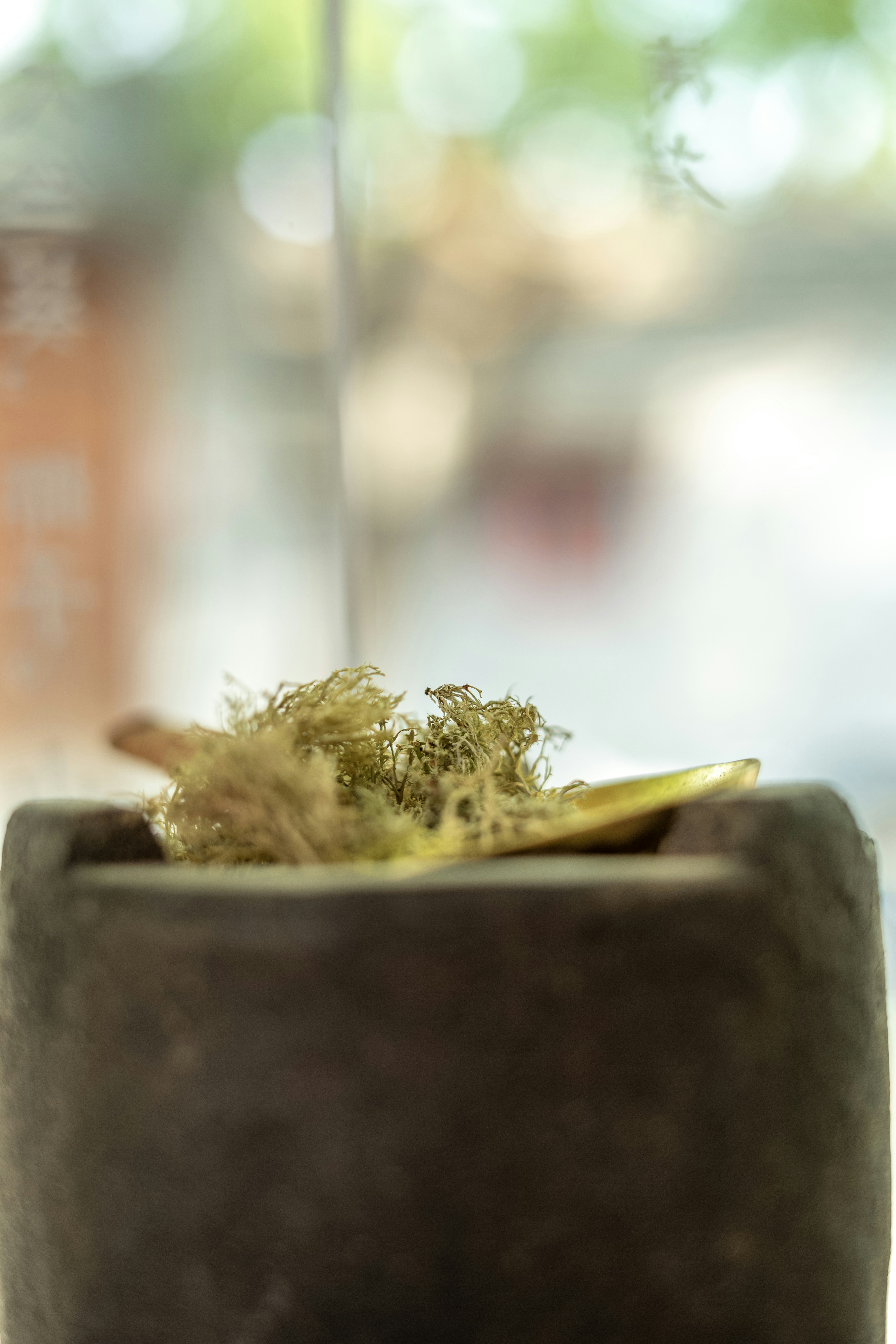 Close-up of a small plant and moss in a concrete pot, with a blurred urban background; a minimalist still-life emphasizing texture and subtle color. This is a photograph.