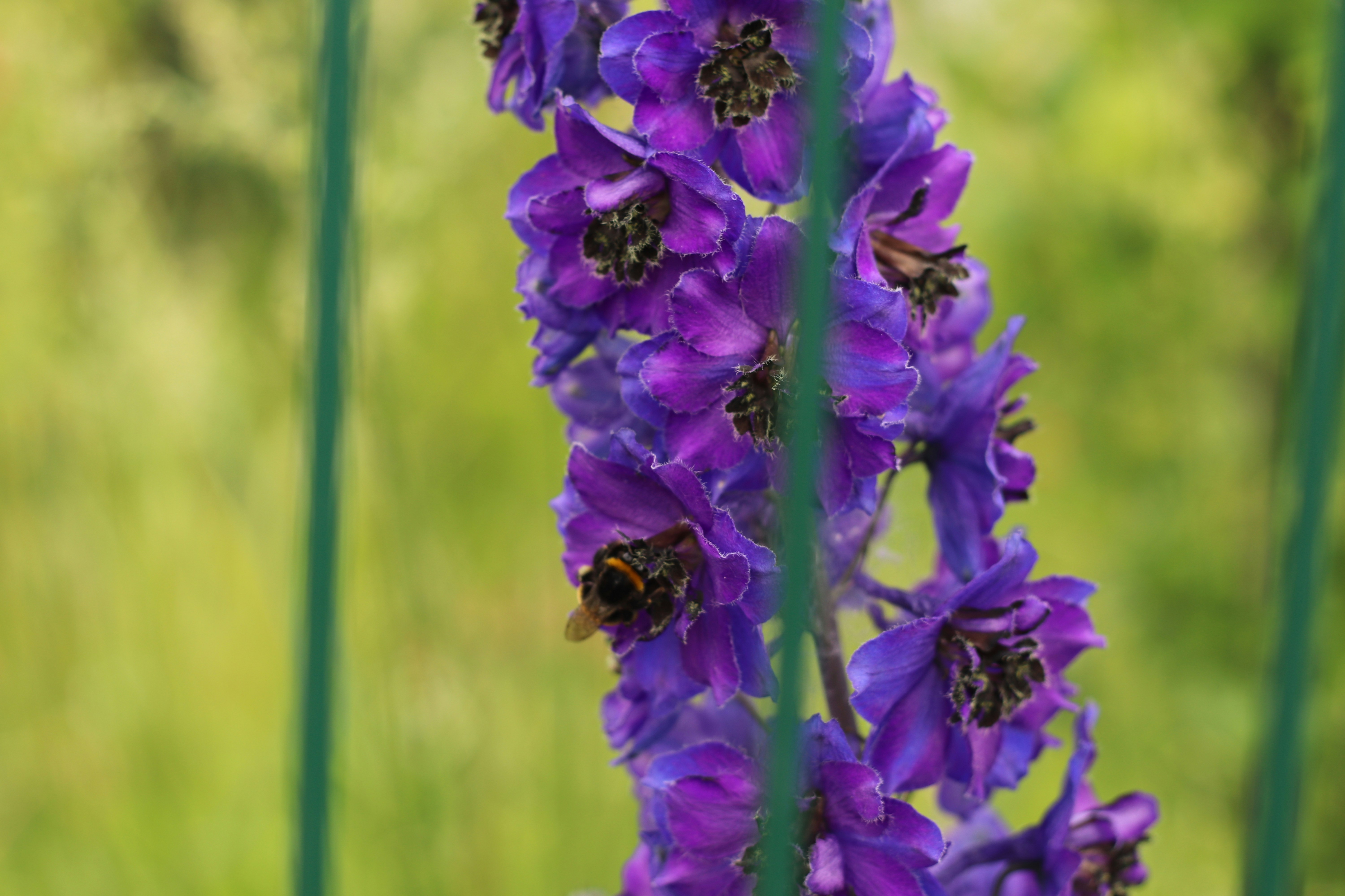 Purple Spike in Focus: A Bee's Pause Amid Delicate Blooms