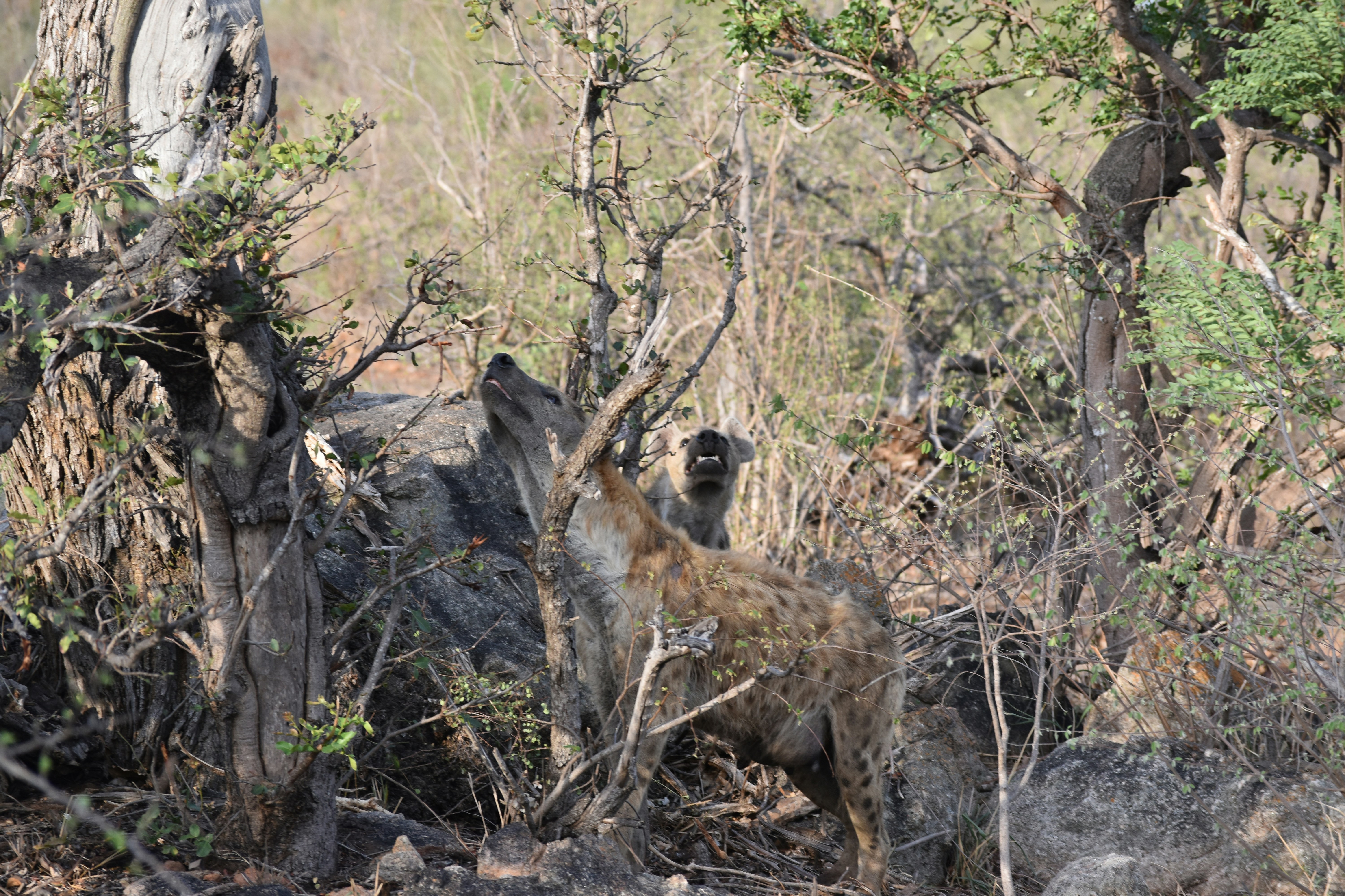 Hidden Pride: A Hyena’s Gaze Amid Scrub and Stone