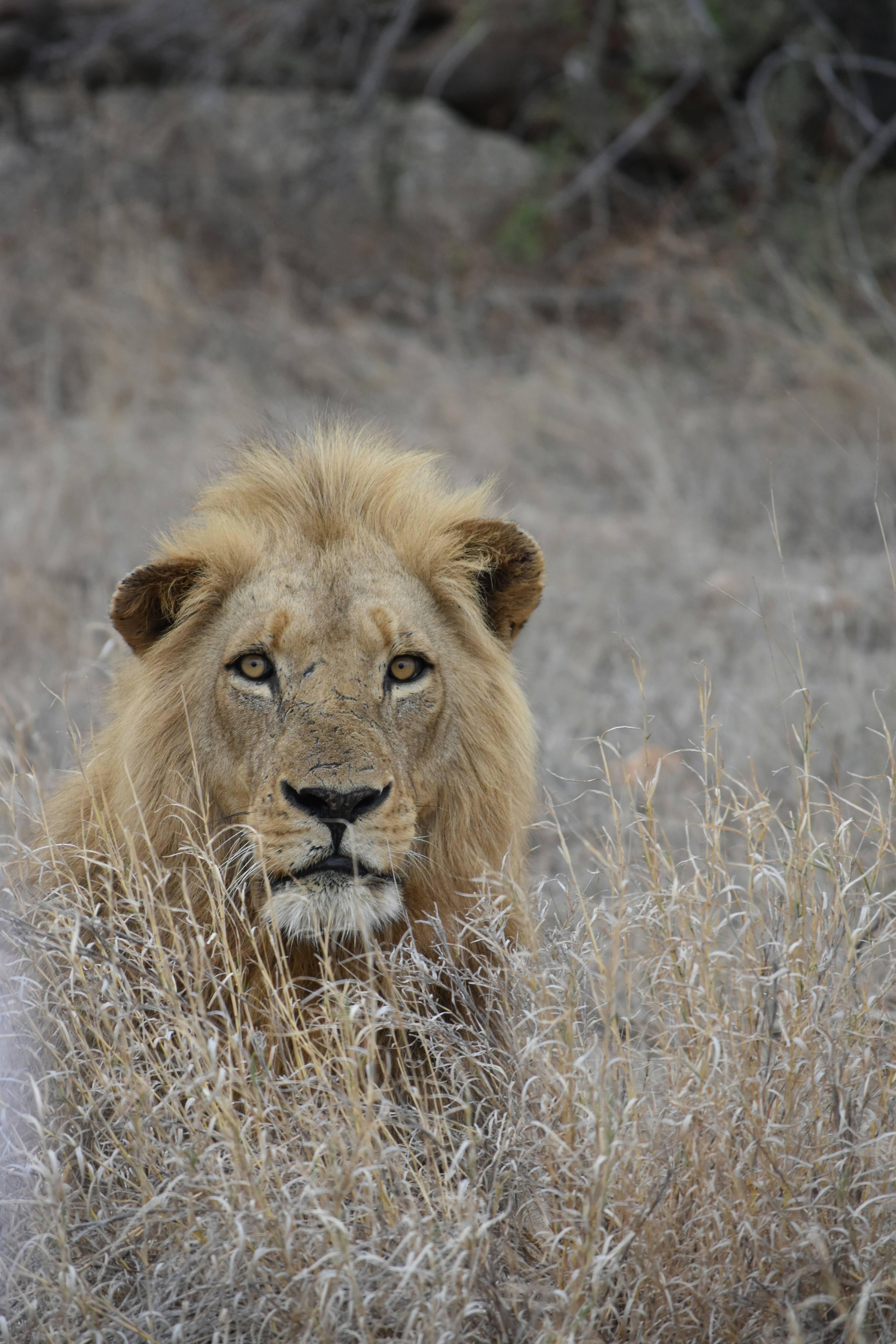 Close-up of a lion among tall dry grass with a focused stare, capturing its mane and facial detail.