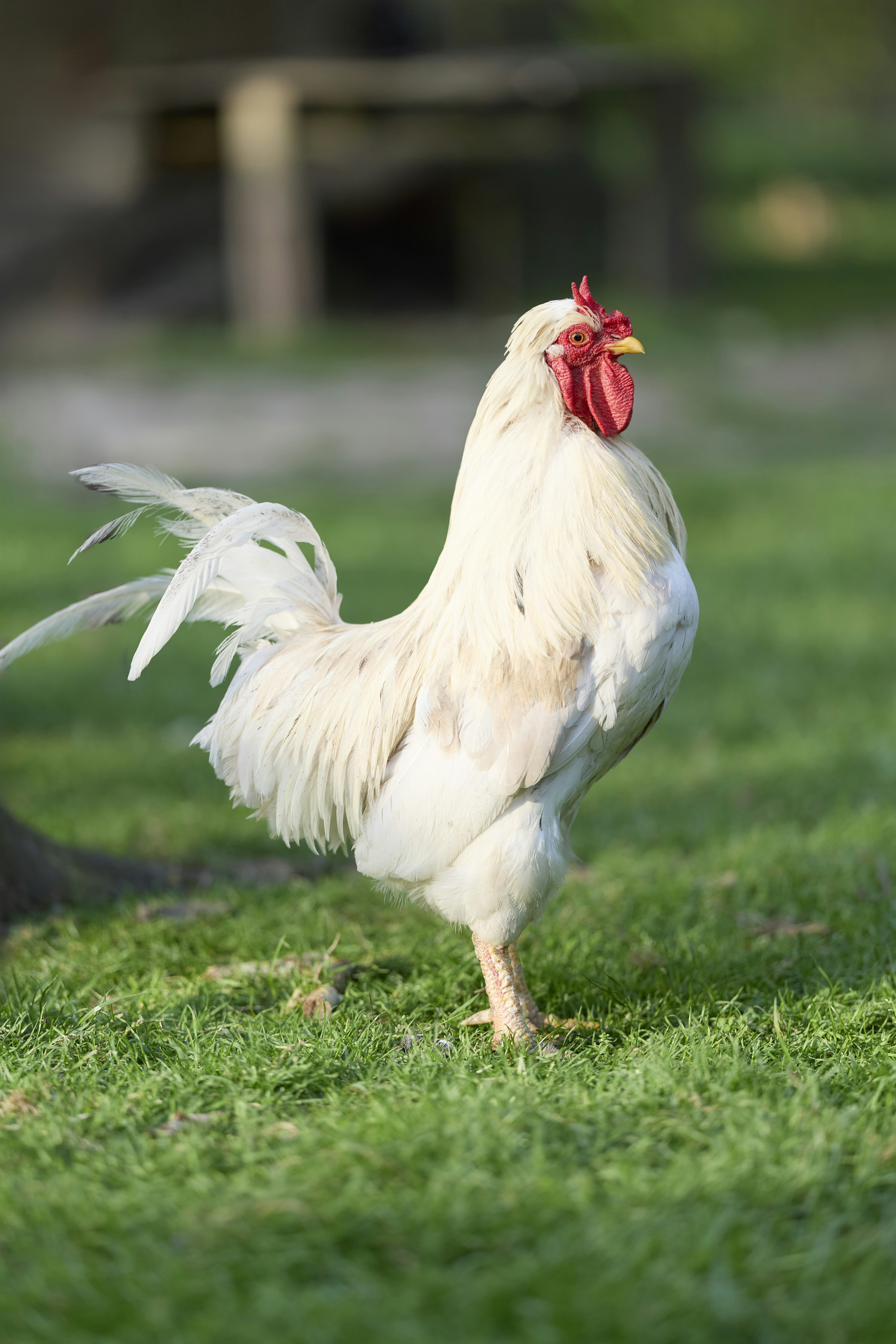 Proud White Rooster in Sunlit Pasture