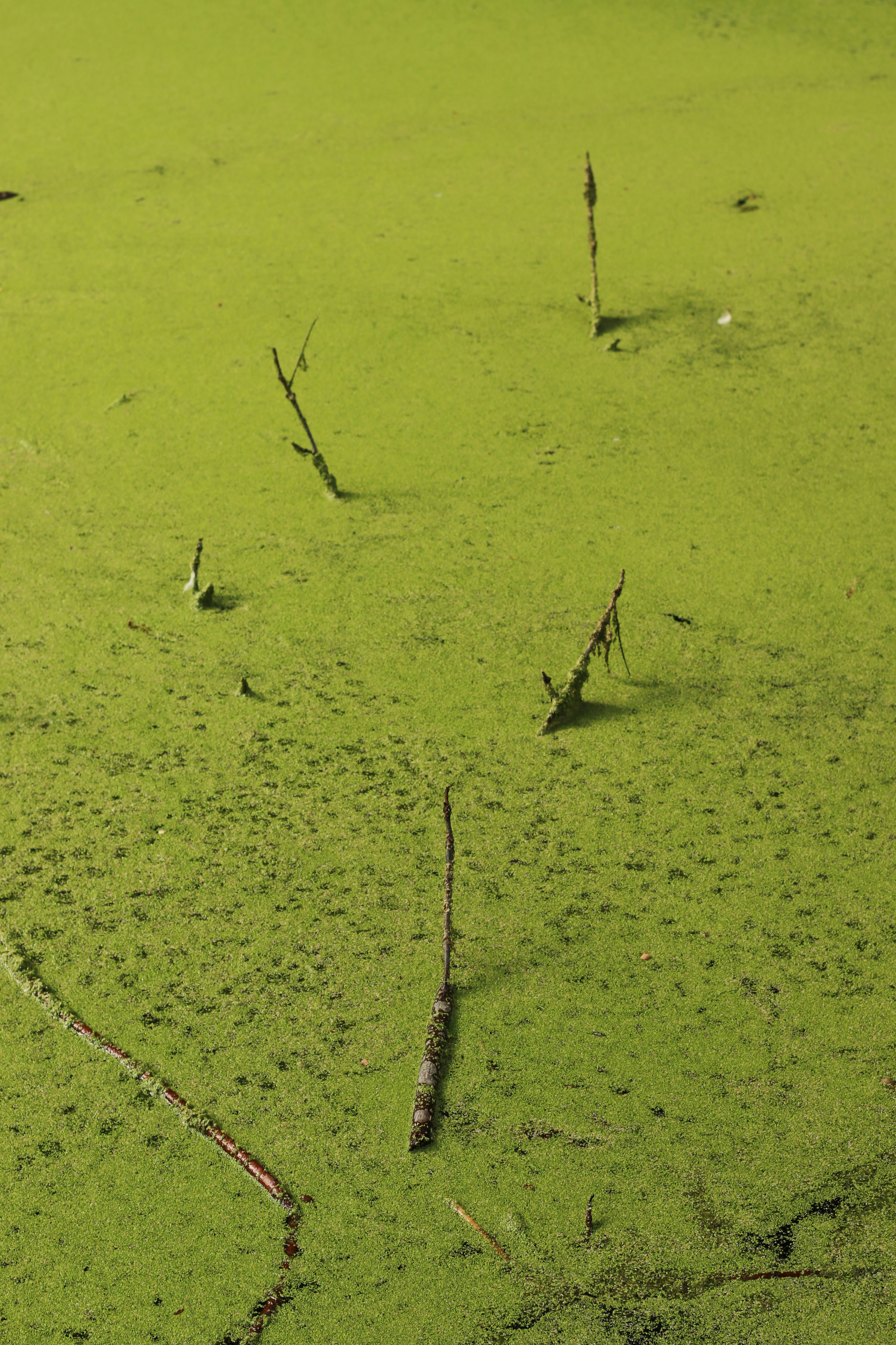 Dense green algae blankets a still water surface with scattered sticks protruding, creating subtle vertical accents in a tranquil, nature-dominated scene.