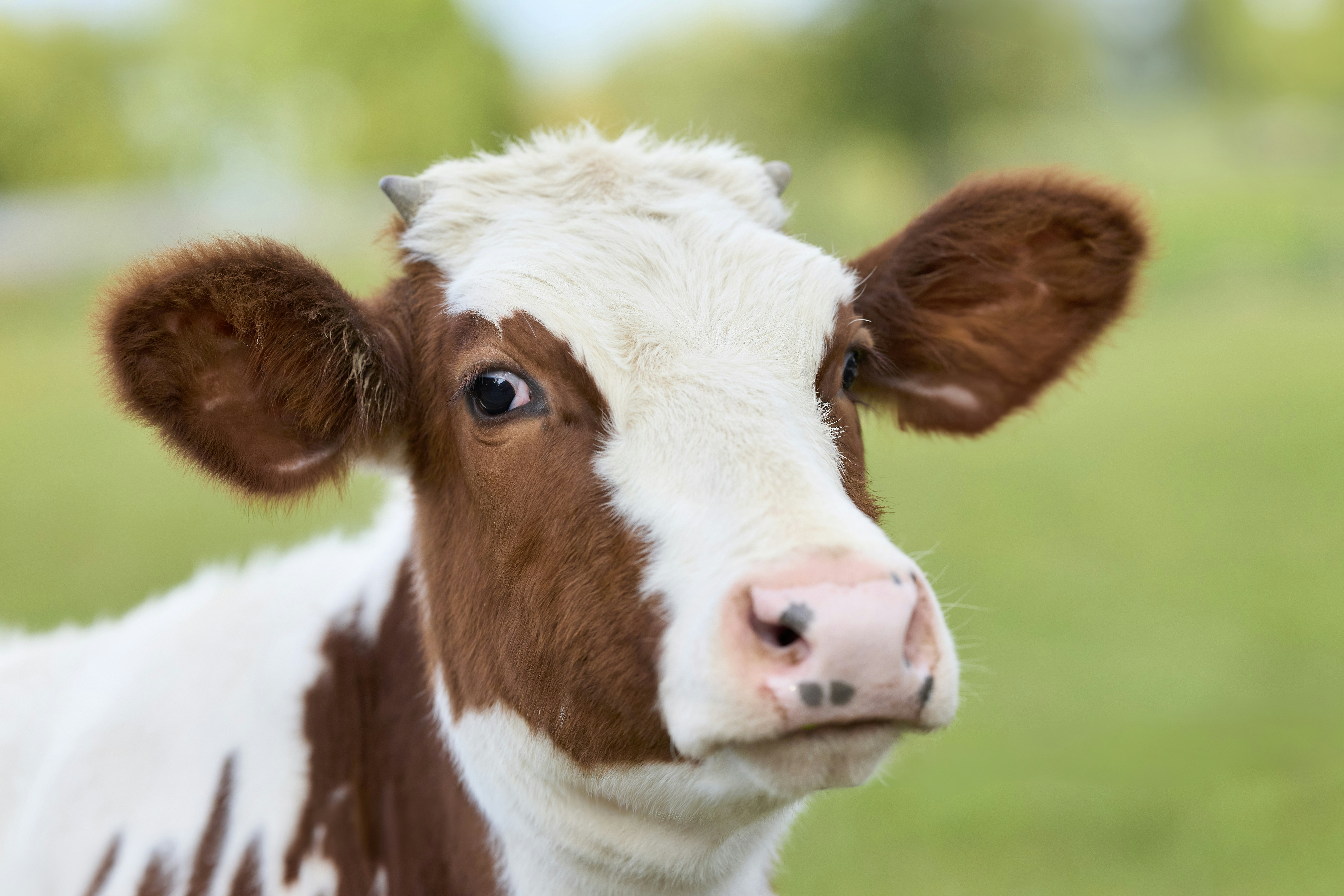Curious Cowportrait: A Friendly Gaze from the Pasture