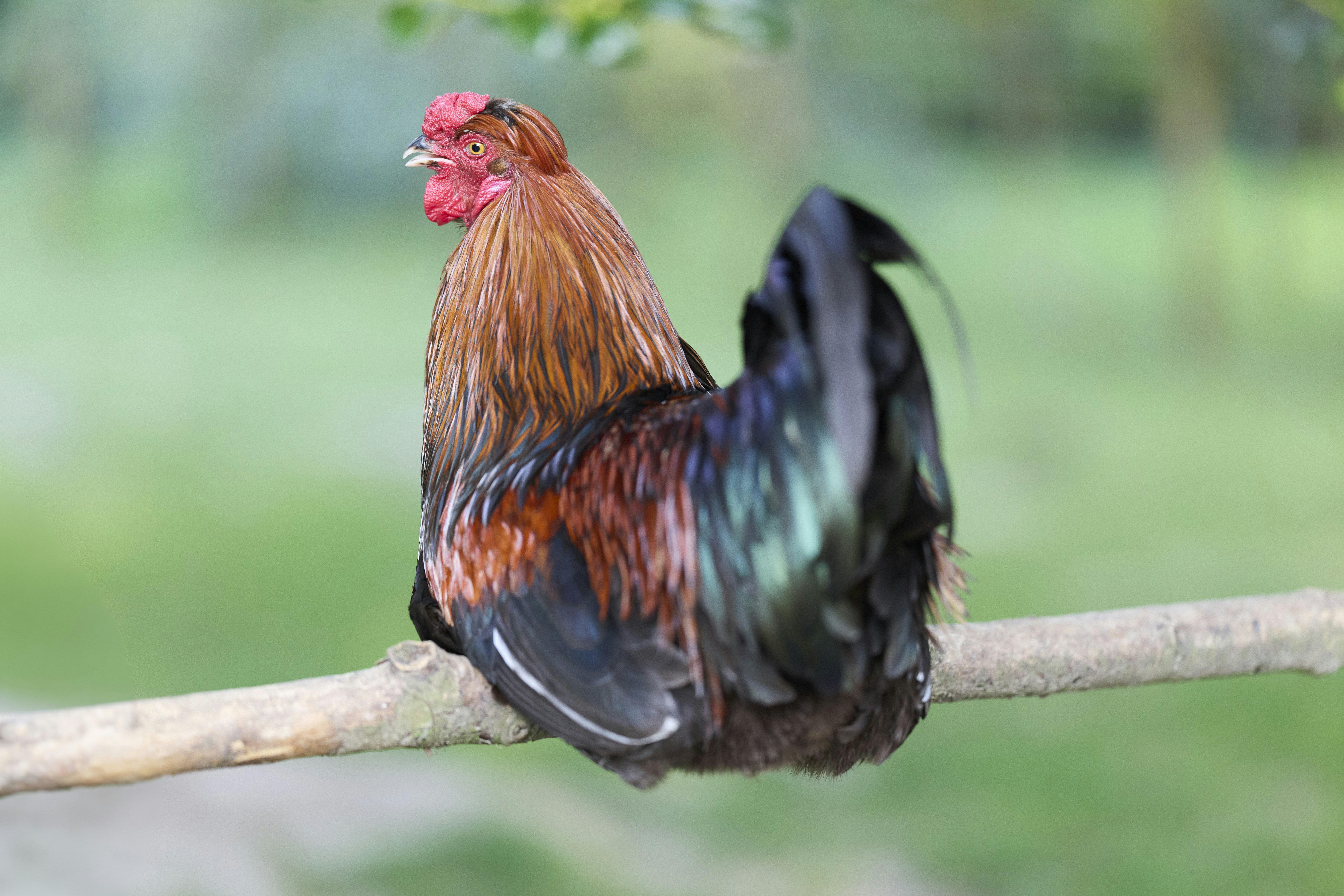 Coq au Branch: A Rooster Posed on a Rustic Perch