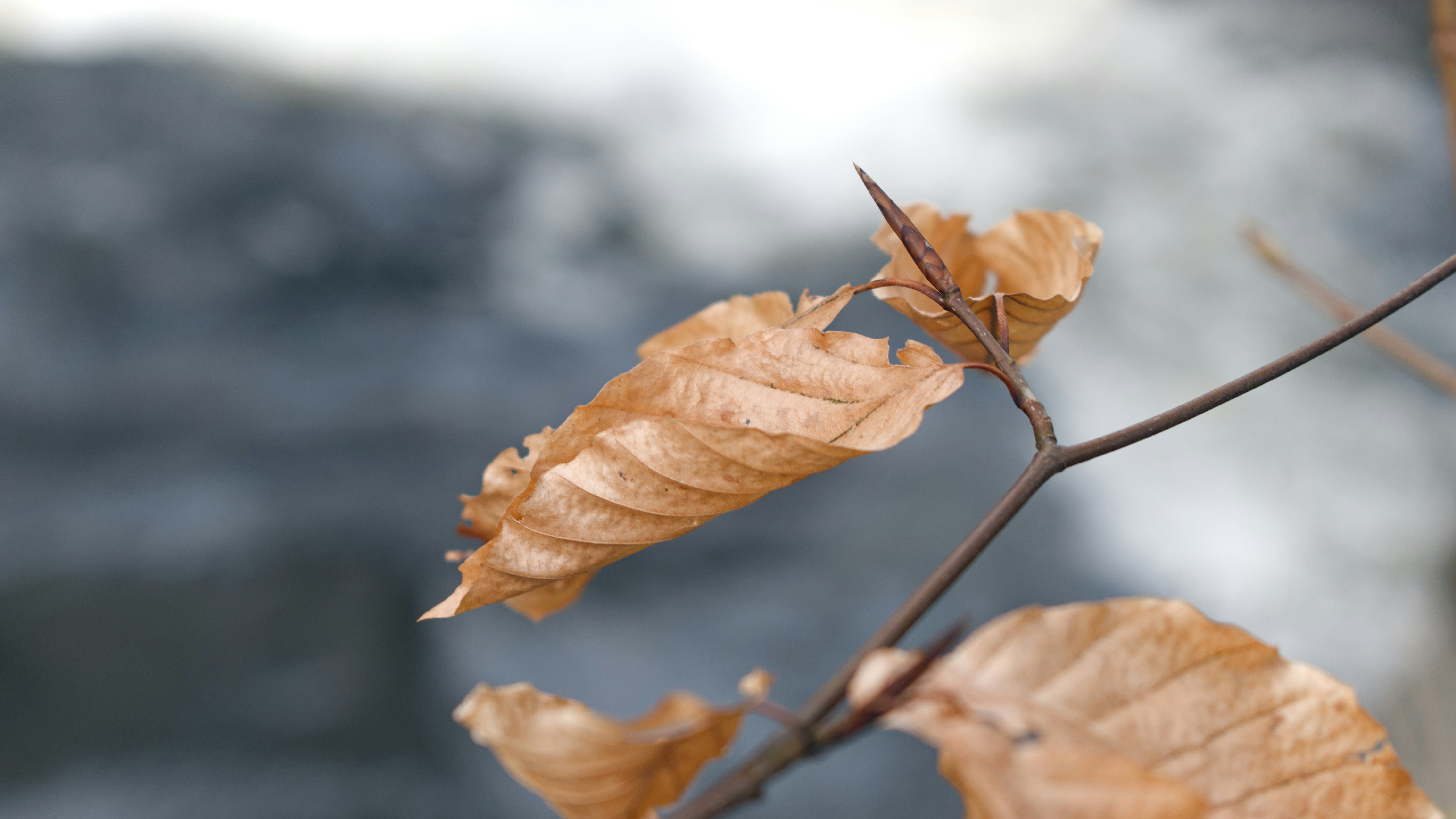 Autumn Fronds: A Quiet Branch Reaching Over a Cold Torrent