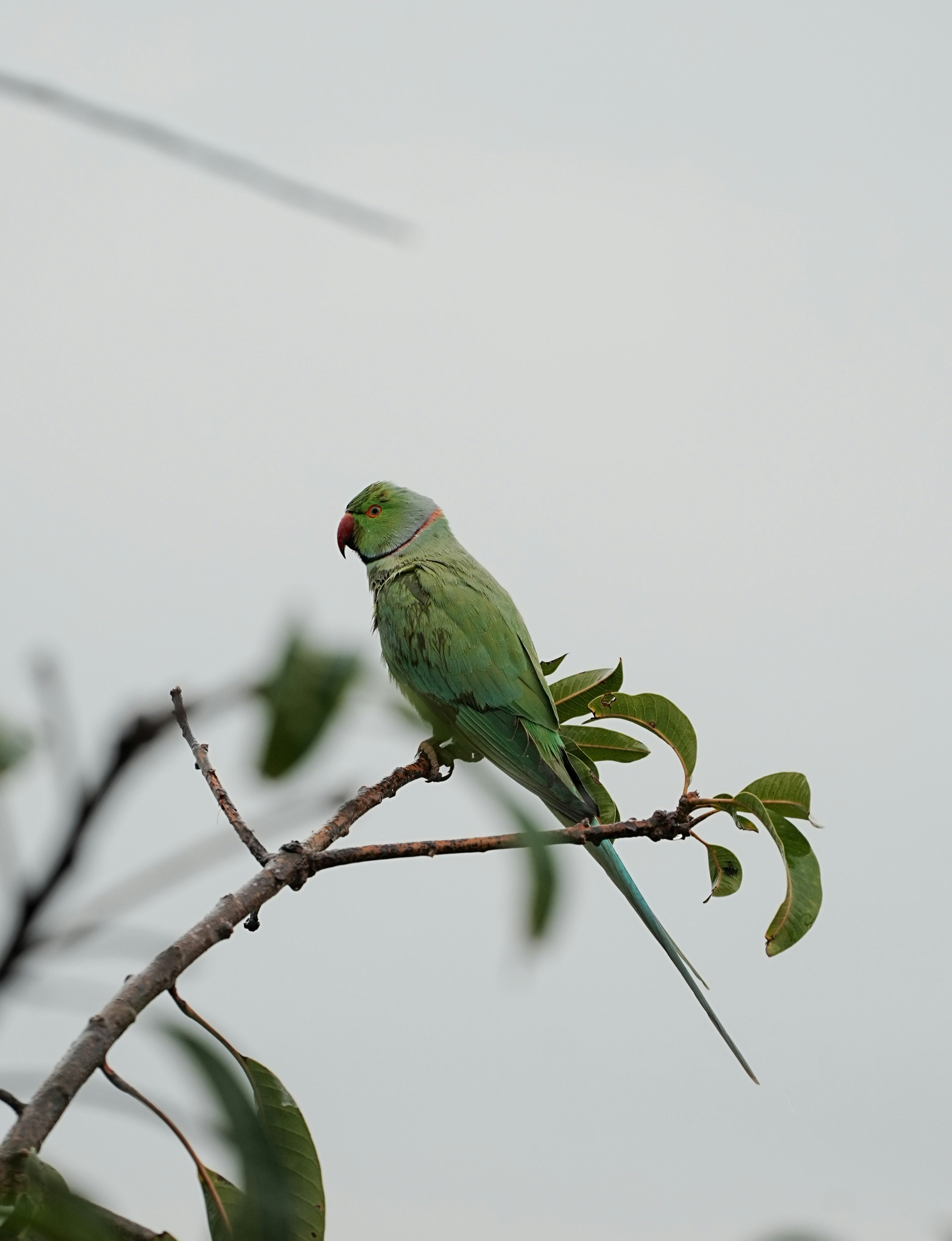 Verdant Tail: A Green Parrot Perched on a Branch