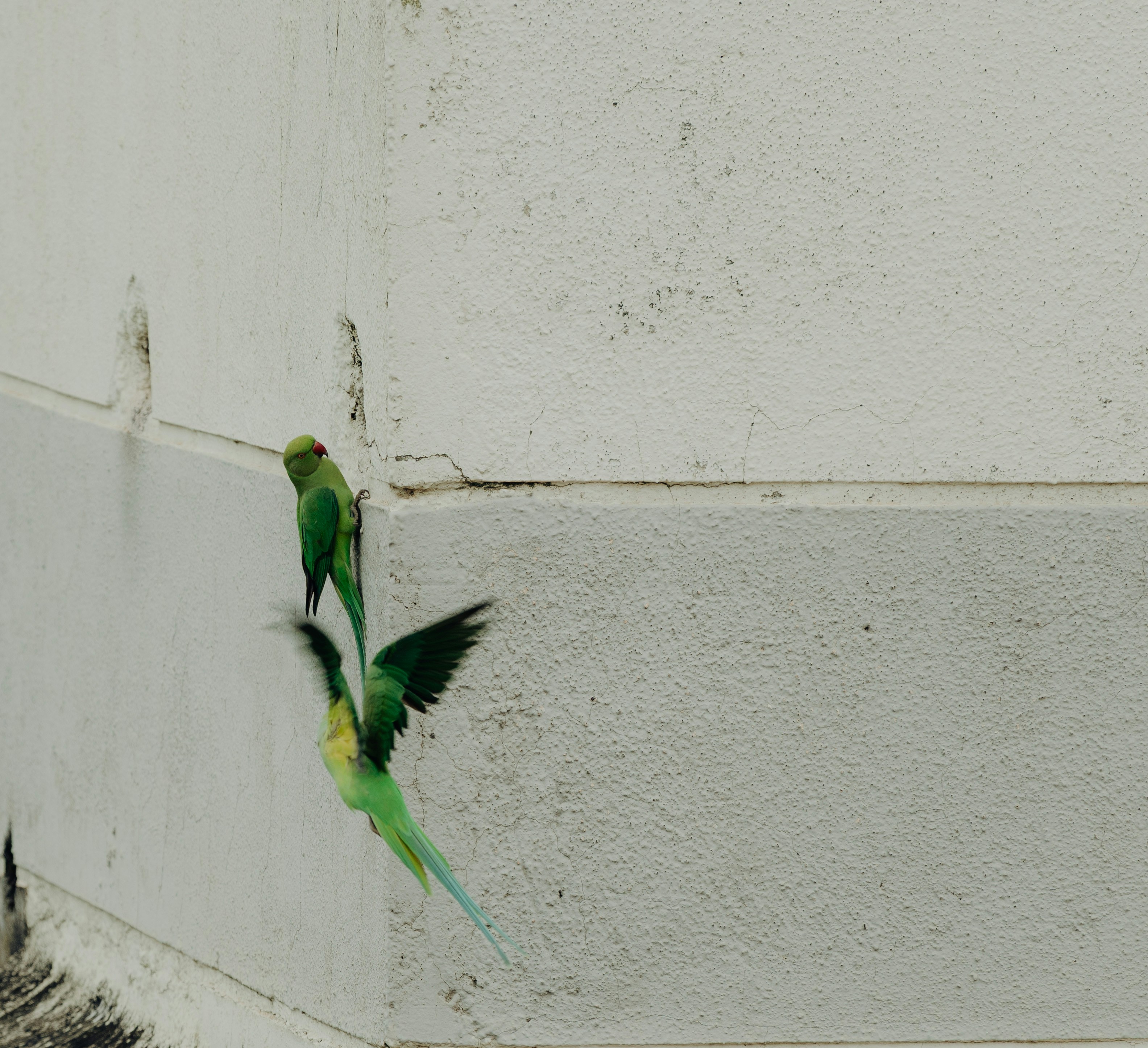 Green swallow in mid-flight near a white wall corner