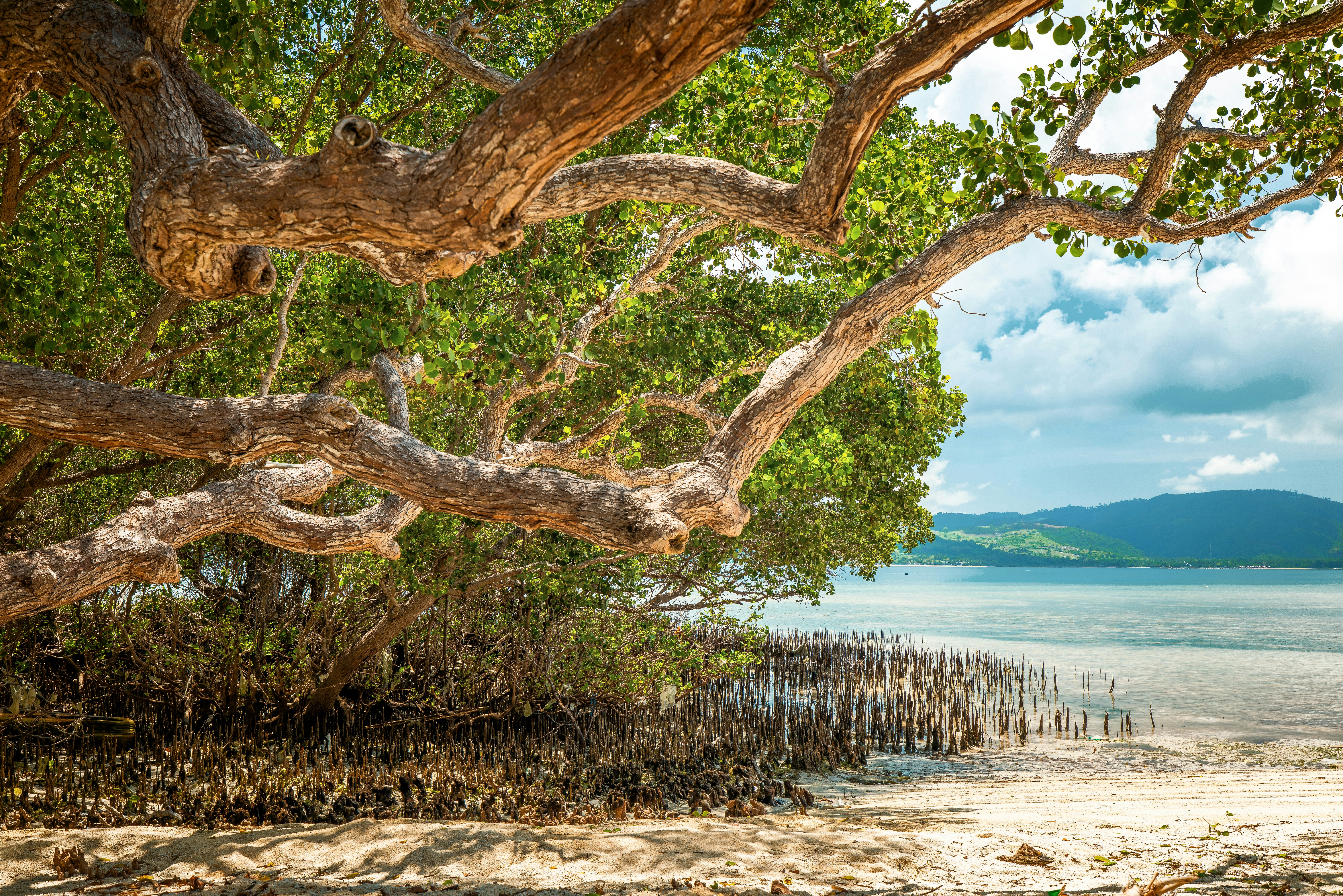 Twisted Shoreline: A Sunlit Mangrove Beach under Arching Branches