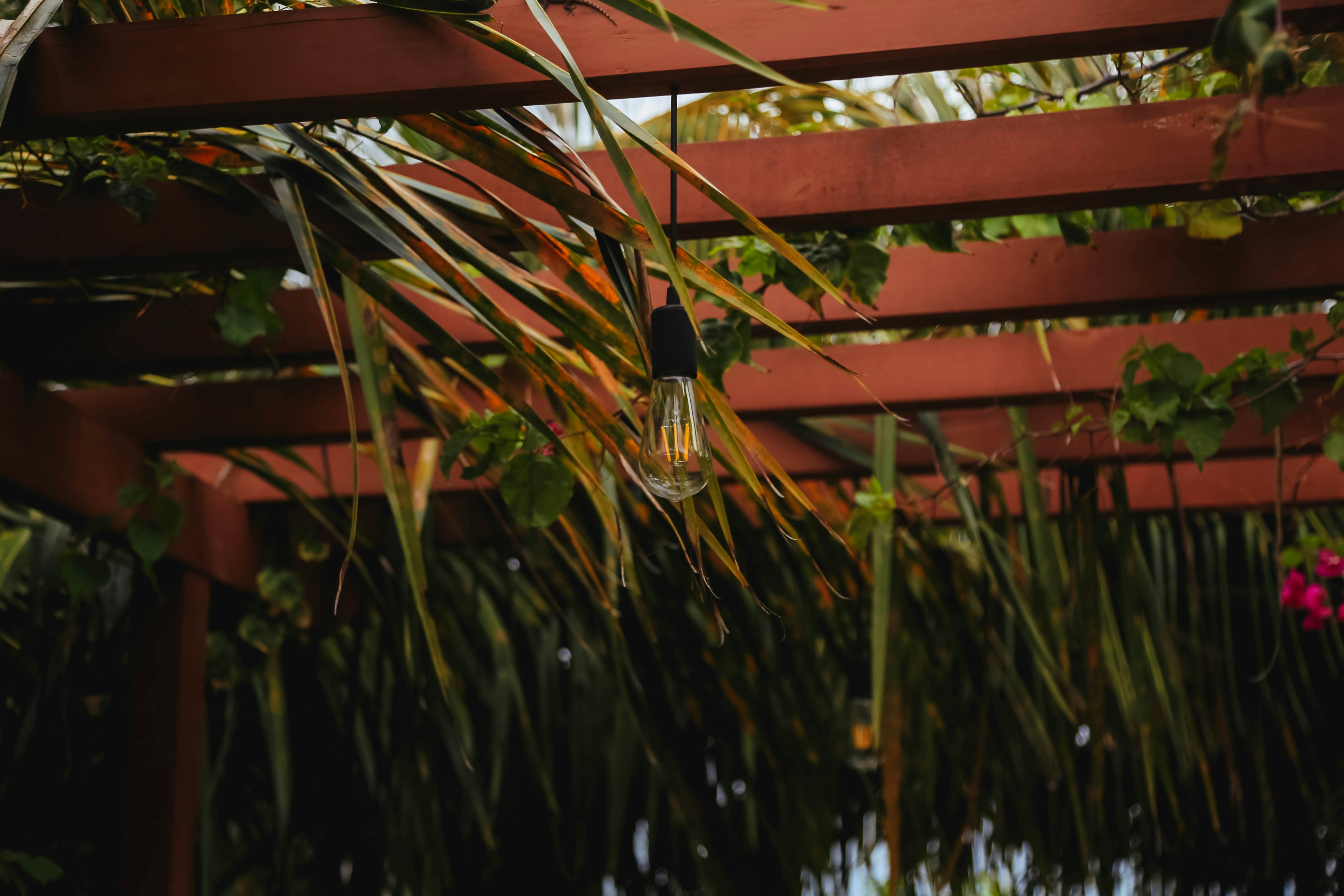 A lone Edison bulb suspended under a leafy trellis