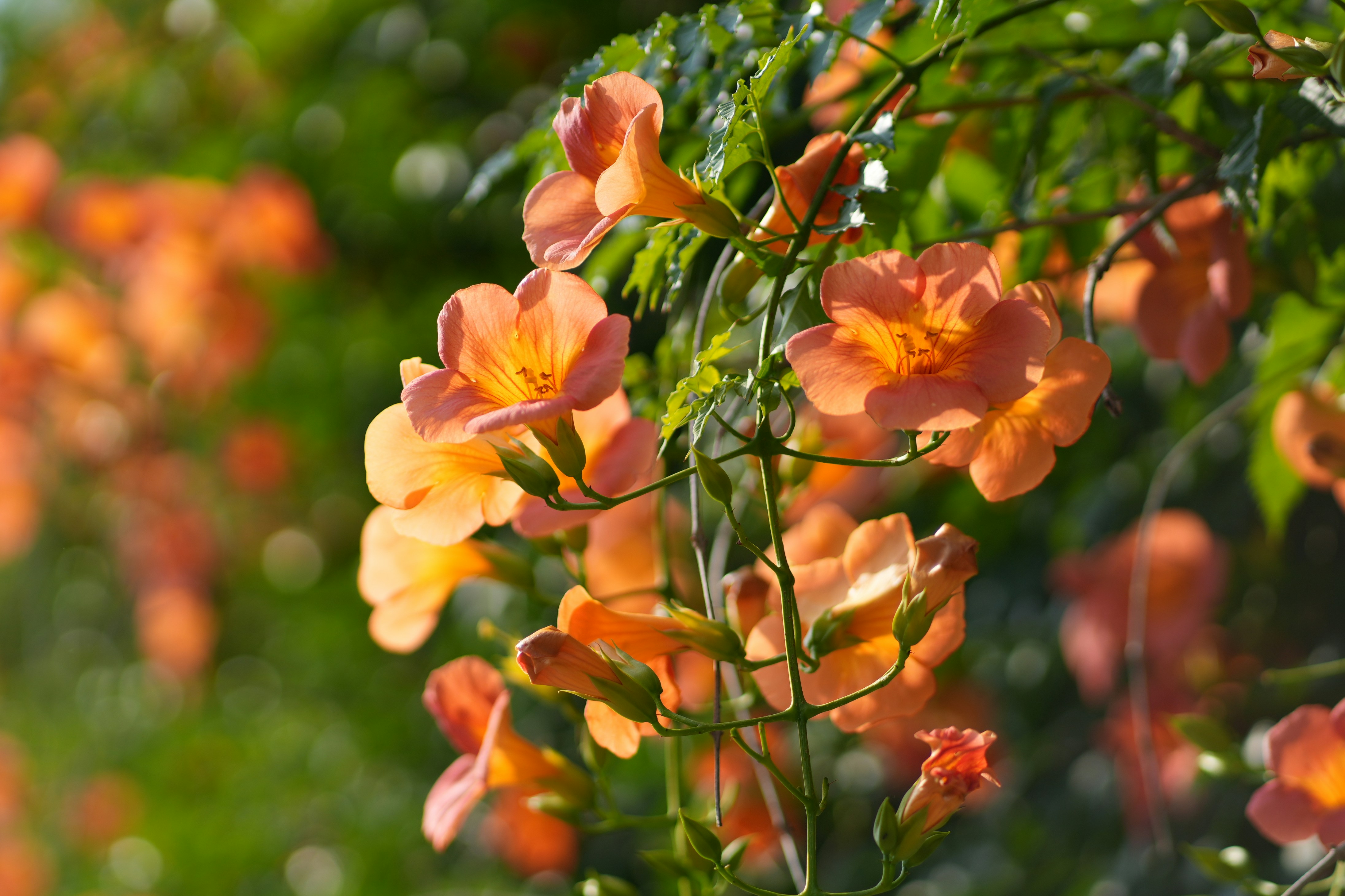Orange bloom cascade in sunlit garden haze