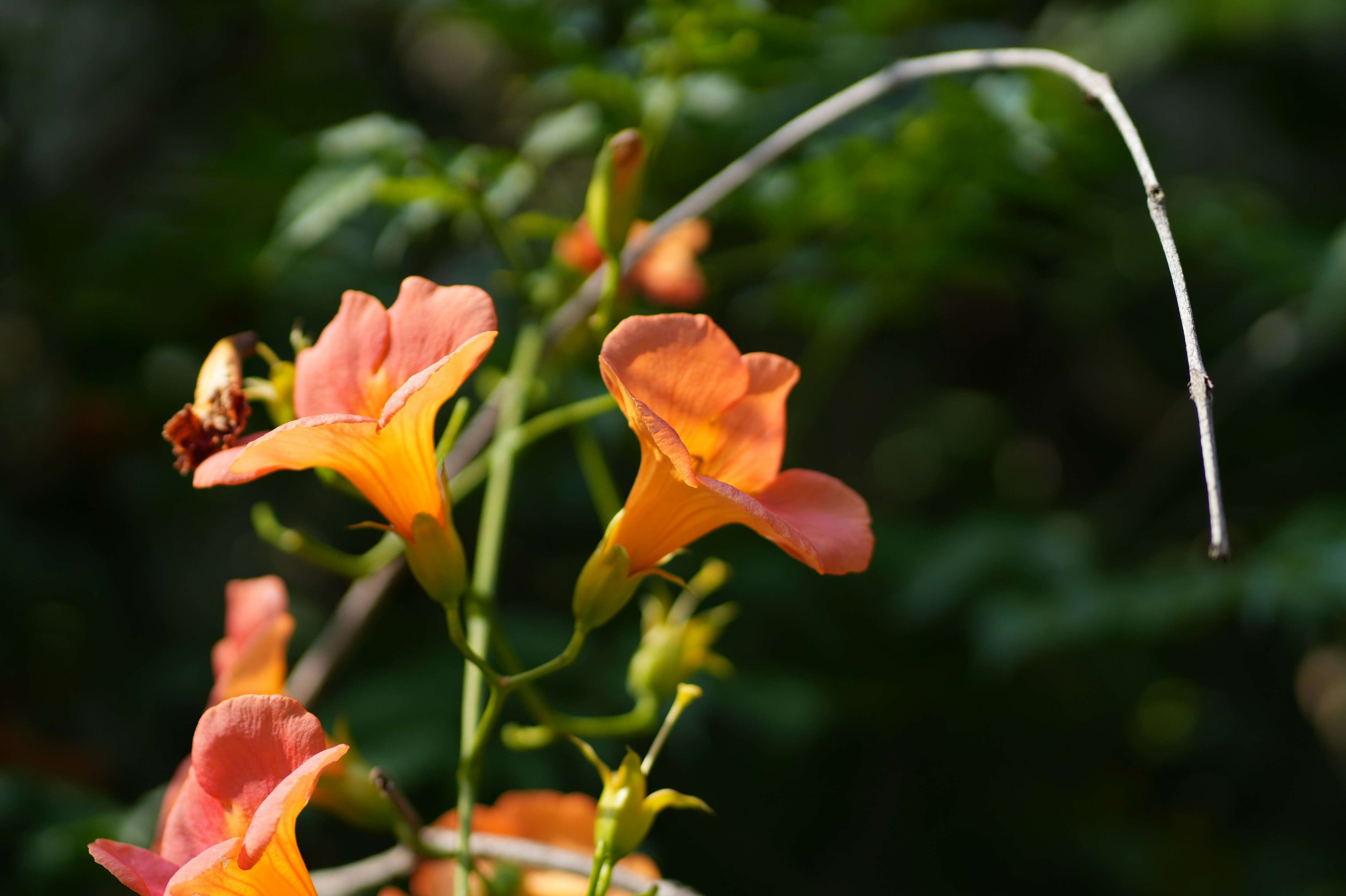 Orange trumpet blooms Reaching Toward Spring Light