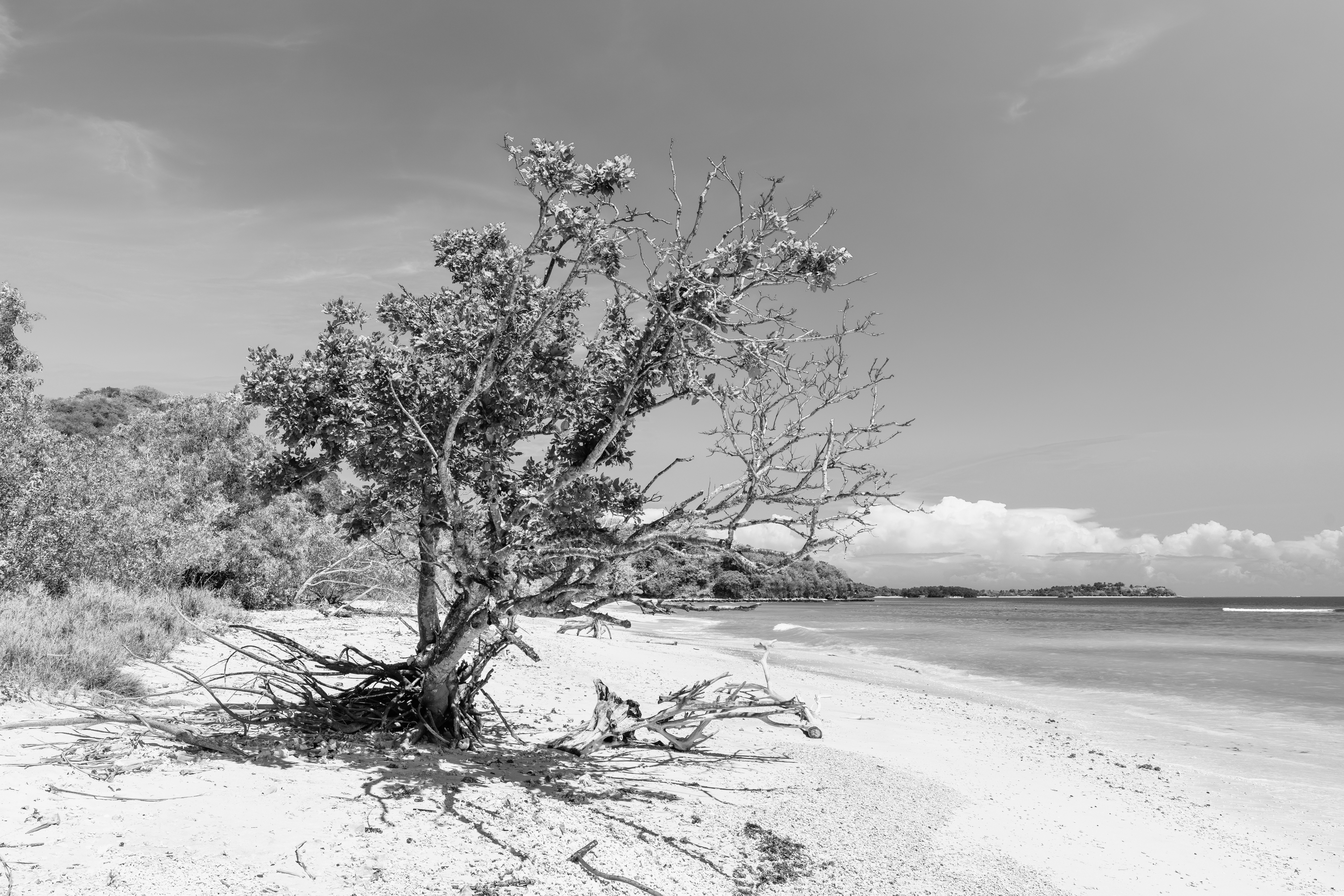 Drifted Tree at the Quiet Shore